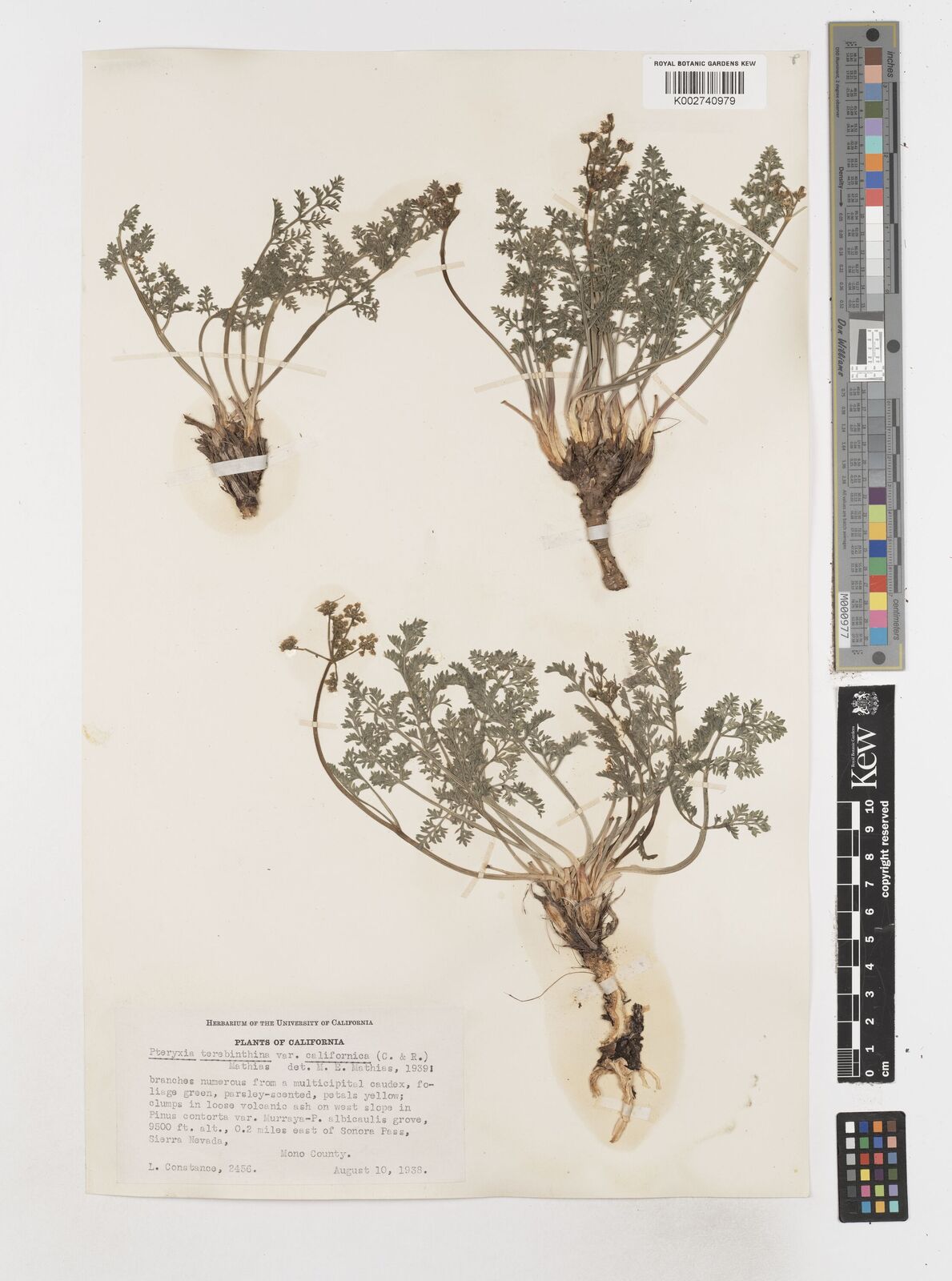 Cymopterus terebinthinus var. albiflorus (Torr. & A.Gray) M.E.Jones ...