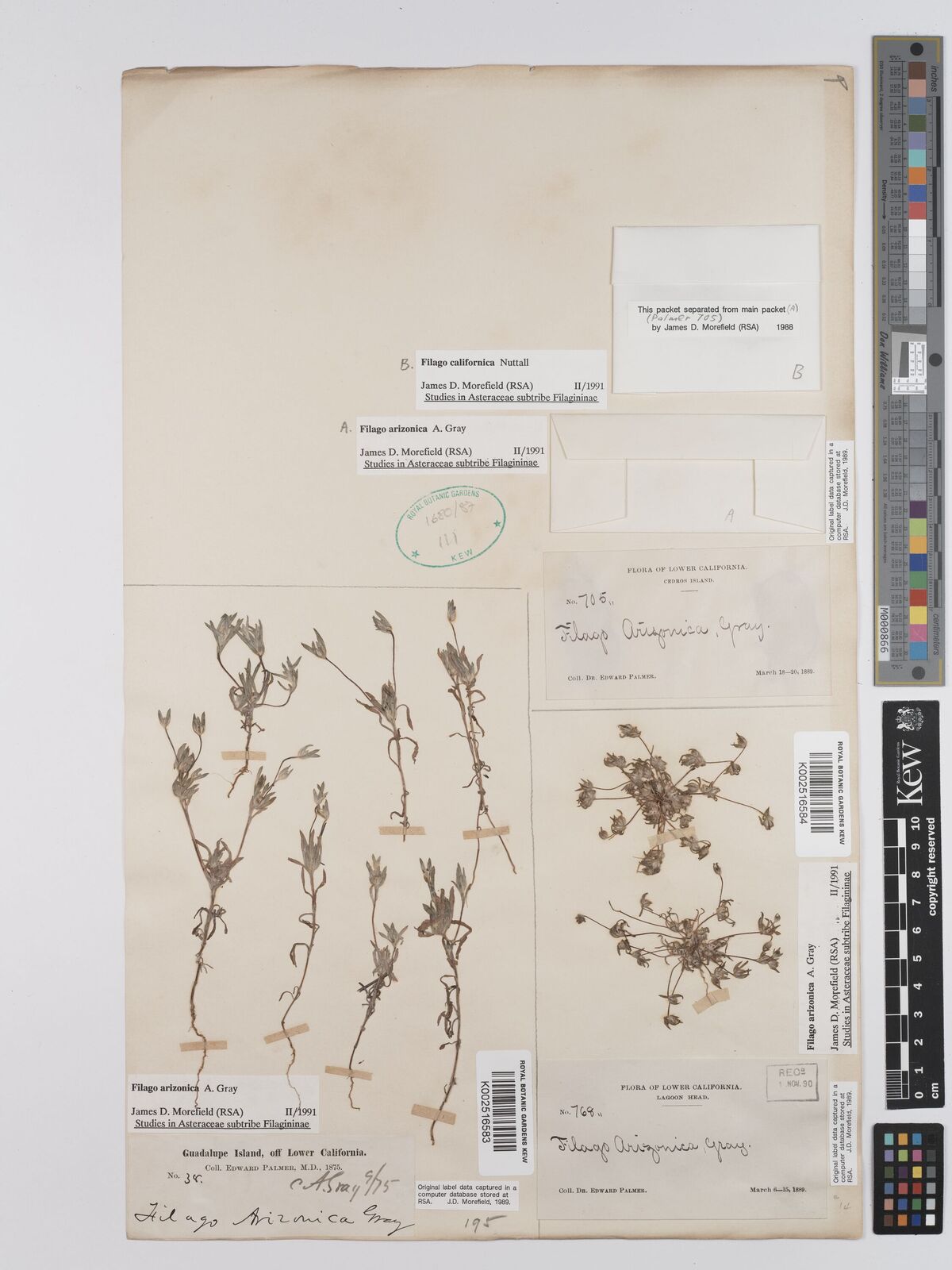 Filago arizonica A.Gray | Plants of the World Online | Kew Science