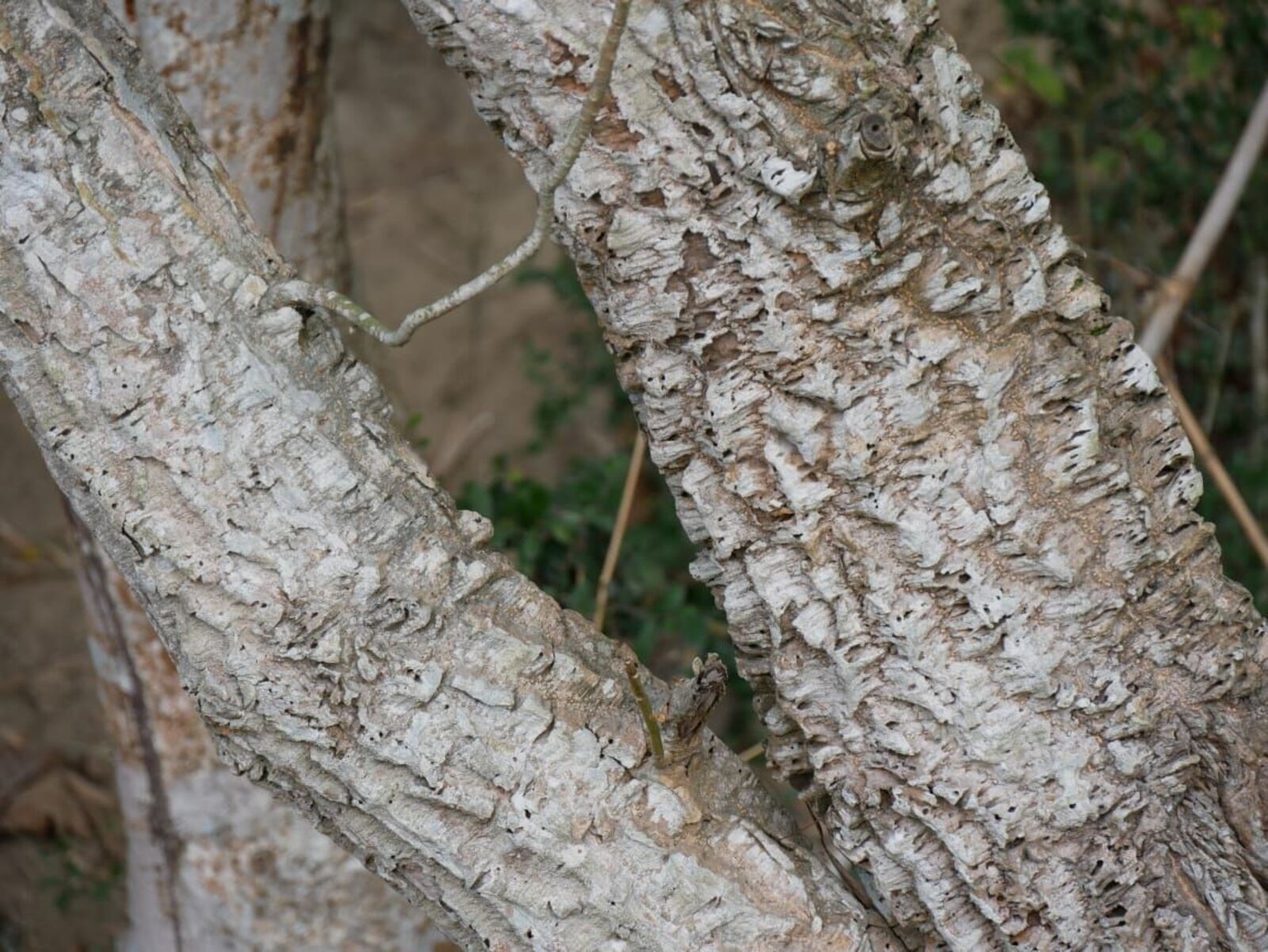 Falconeria insignis Royle | Plants of the World Online | Kew Science