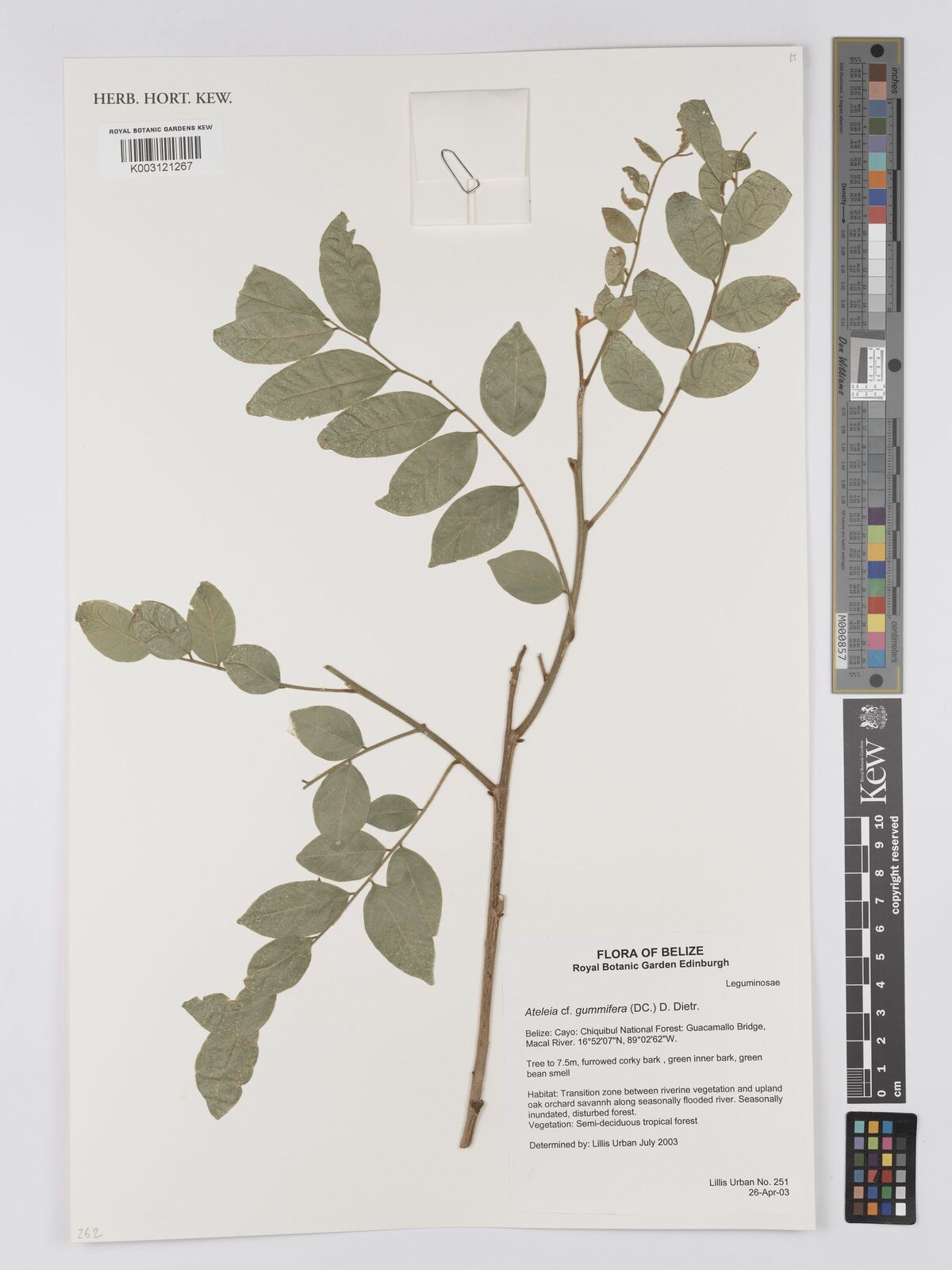 Ateleia gummifera (Bertero ex DC.) D.Dietr. | Plants of the World ...