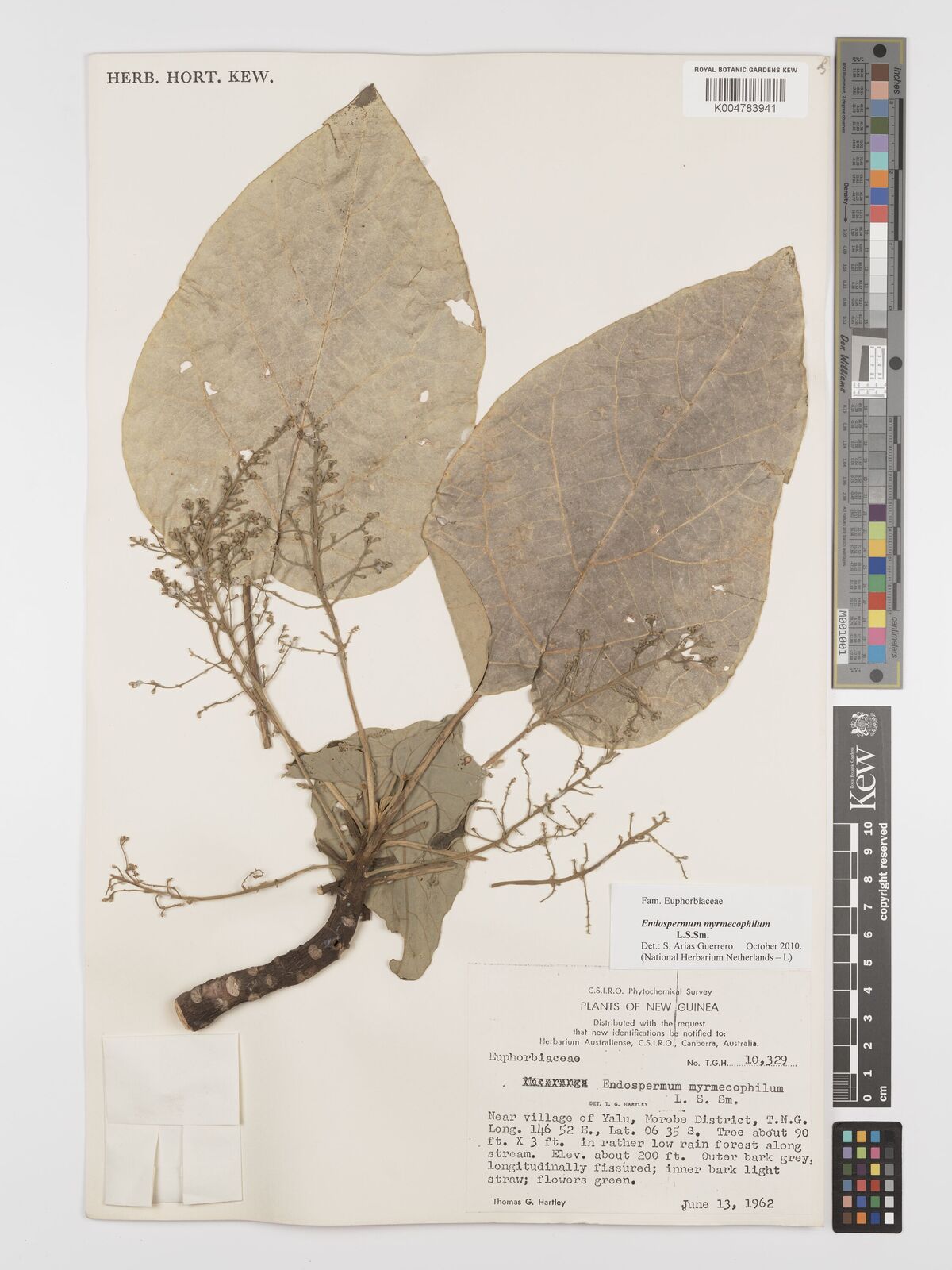 Endospermum Benth. | Plants of the World Online | Kew Science