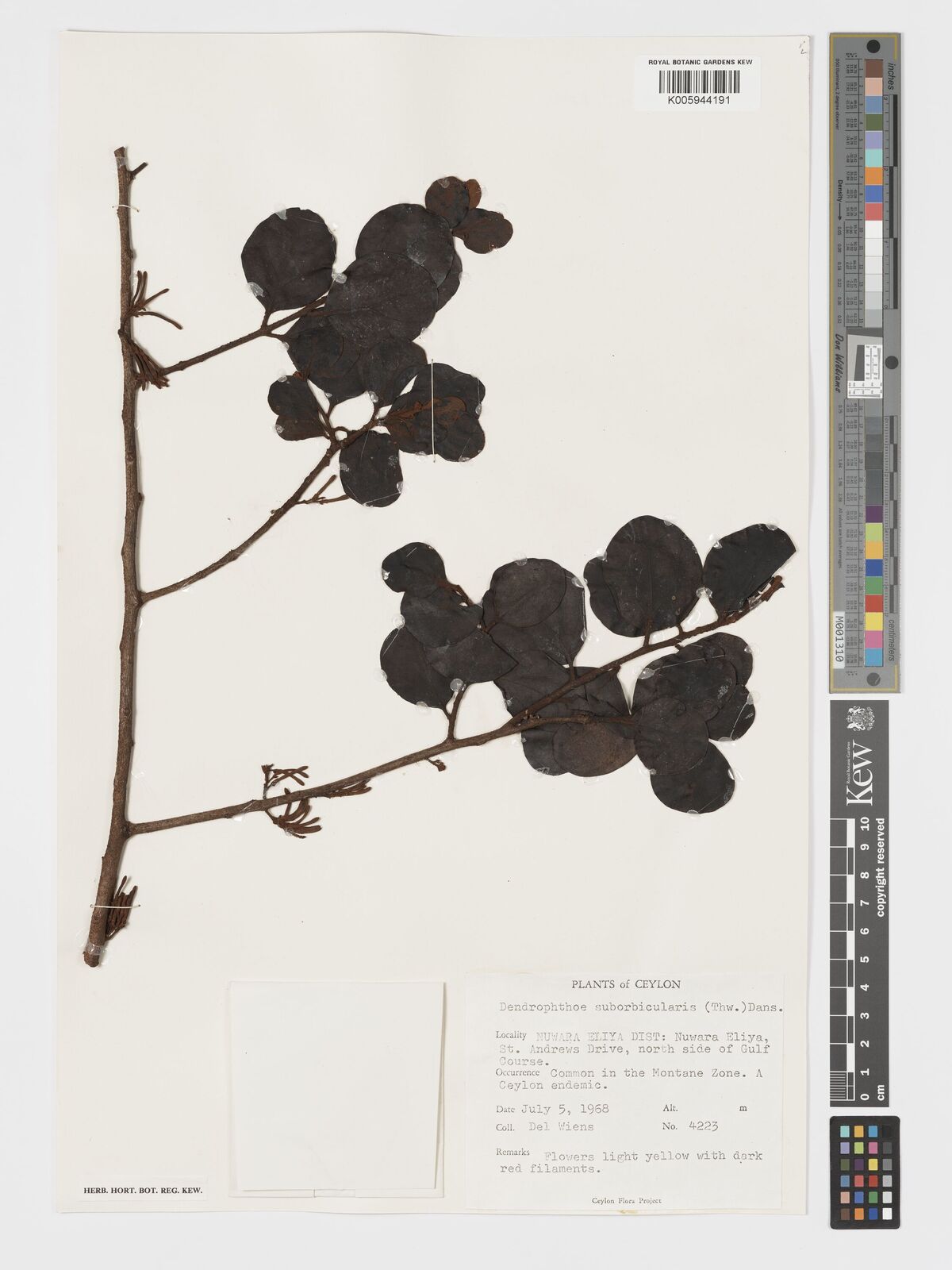 Dendrophthoe suborbicularis (Thwaites) Danser | Plants of the World ...