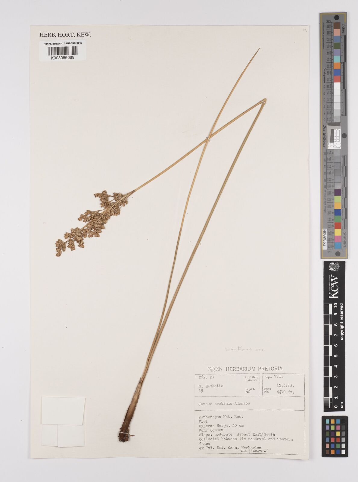Juncus rigidus Desf. | Plants of the World Online | Kew Science