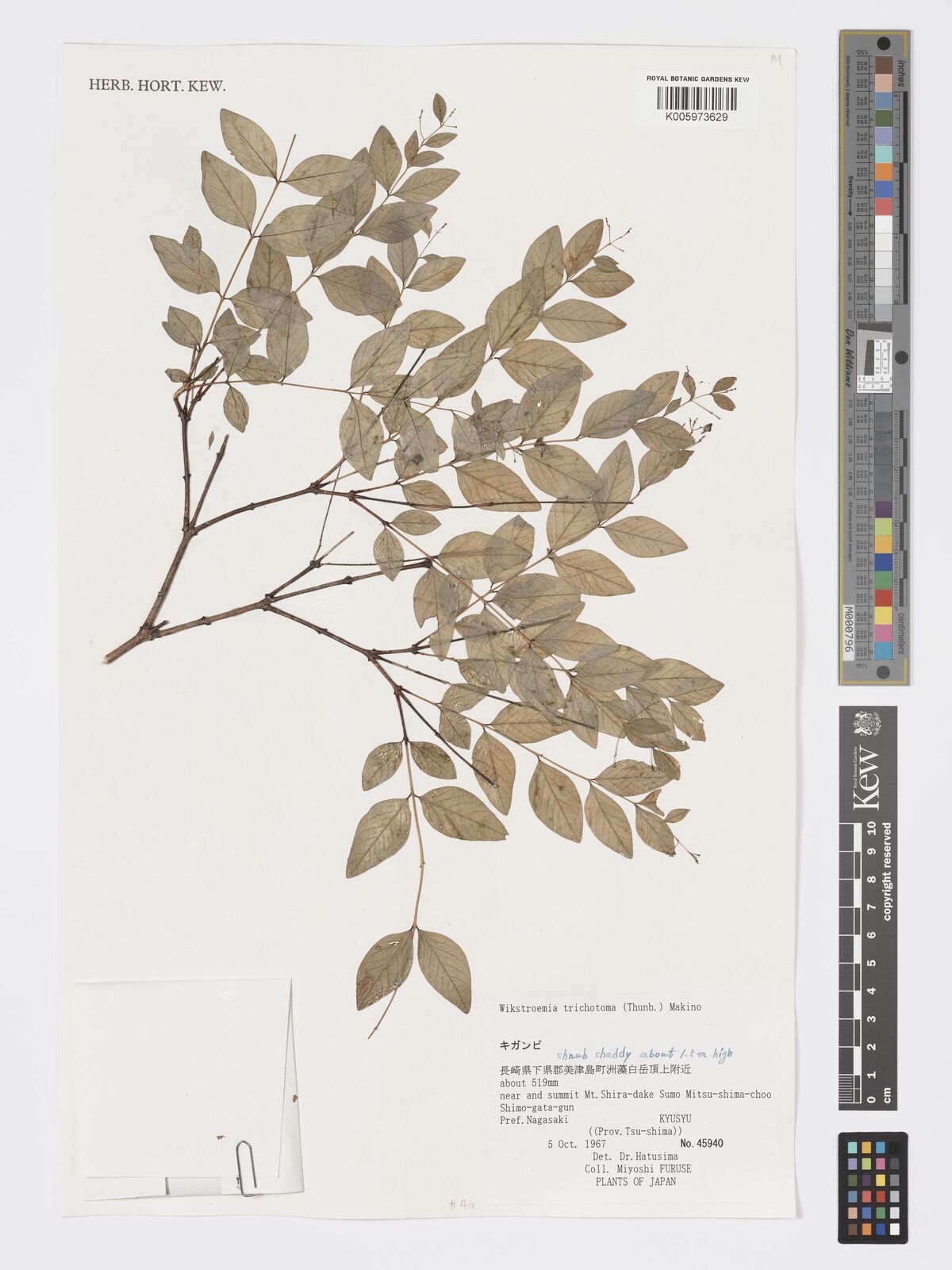 Wikstroemia trichotoma (Thunb.) Makino | Plants of the World Online ...