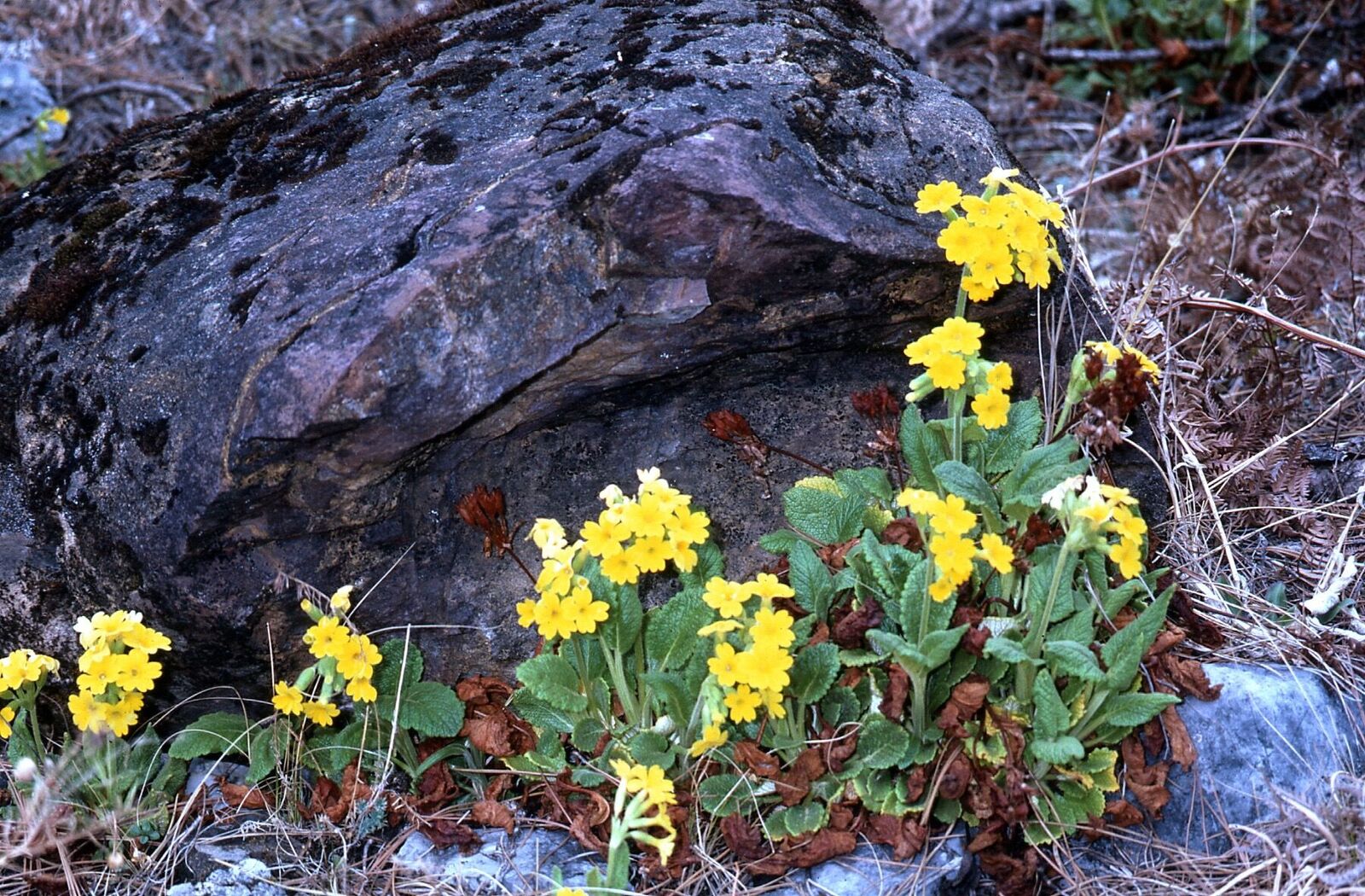 Primula bullata var. forrestii (Balf.f.) P.Eveleigh, J.Nielsen & D.W.H ...