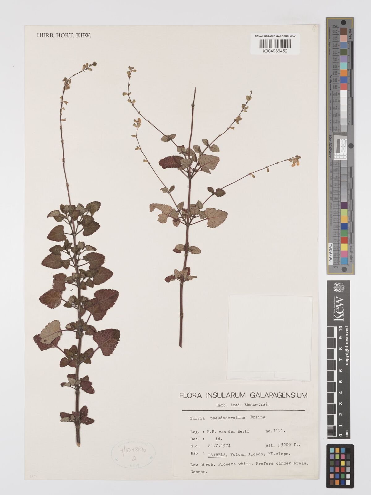 Salvia serotina L. | Plants of the World Online | Kew Science