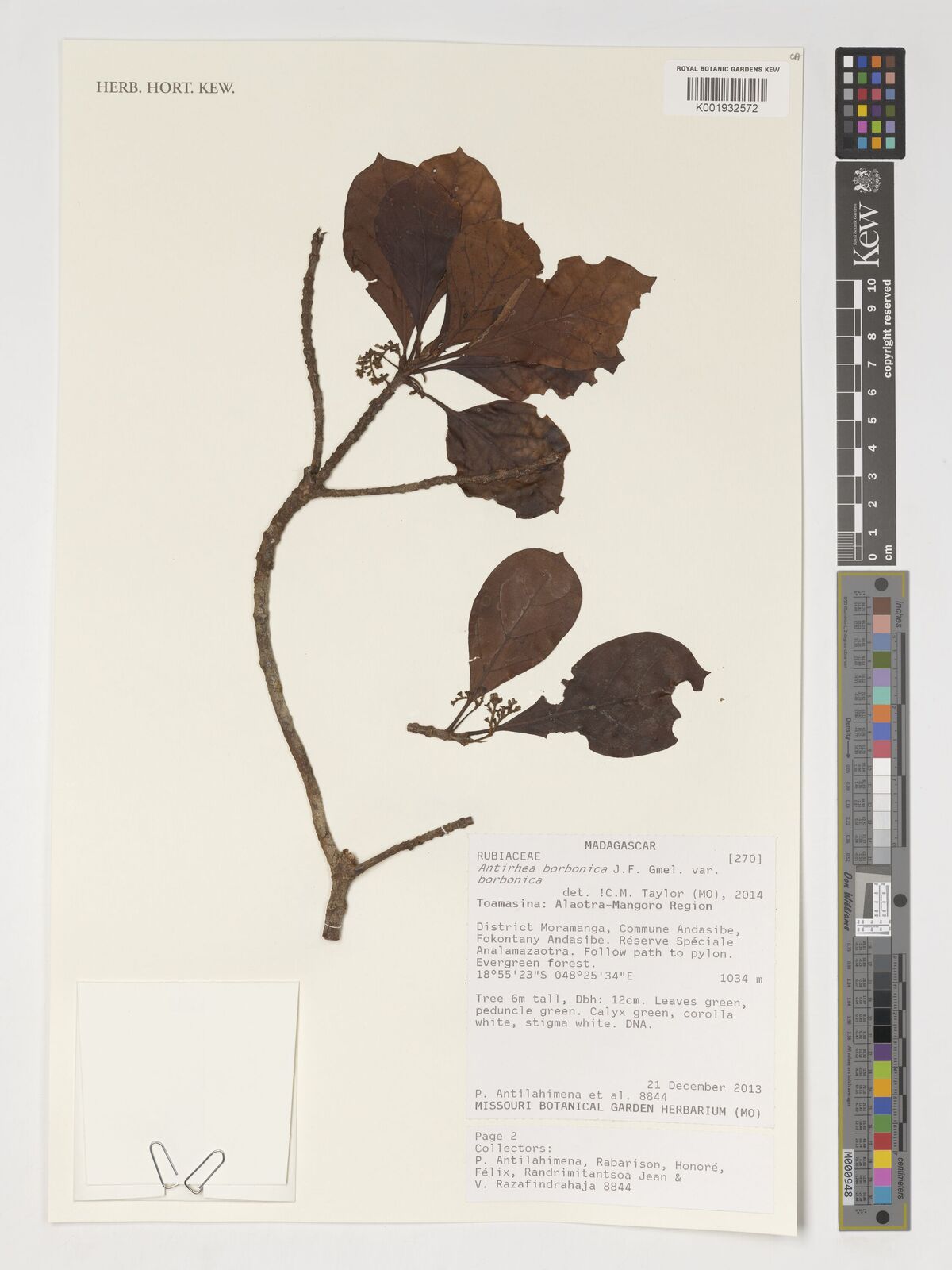 Antirhea borbonica var. borbonica | Plants of the World Online | Kew ...