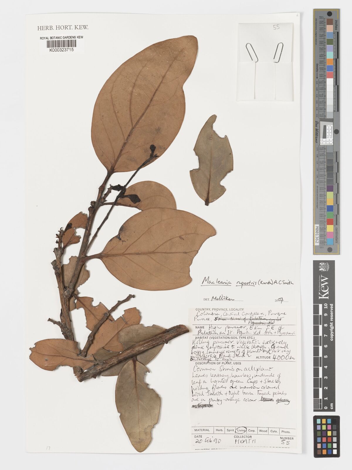 Macleania rupestris (Kunth) A.C.Sm. | Plants of the World Online | Kew ...