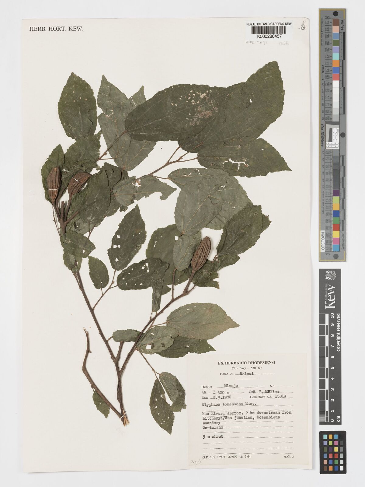Glyphaea tomentosa Mast. | Plants of the World Online | Kew Science