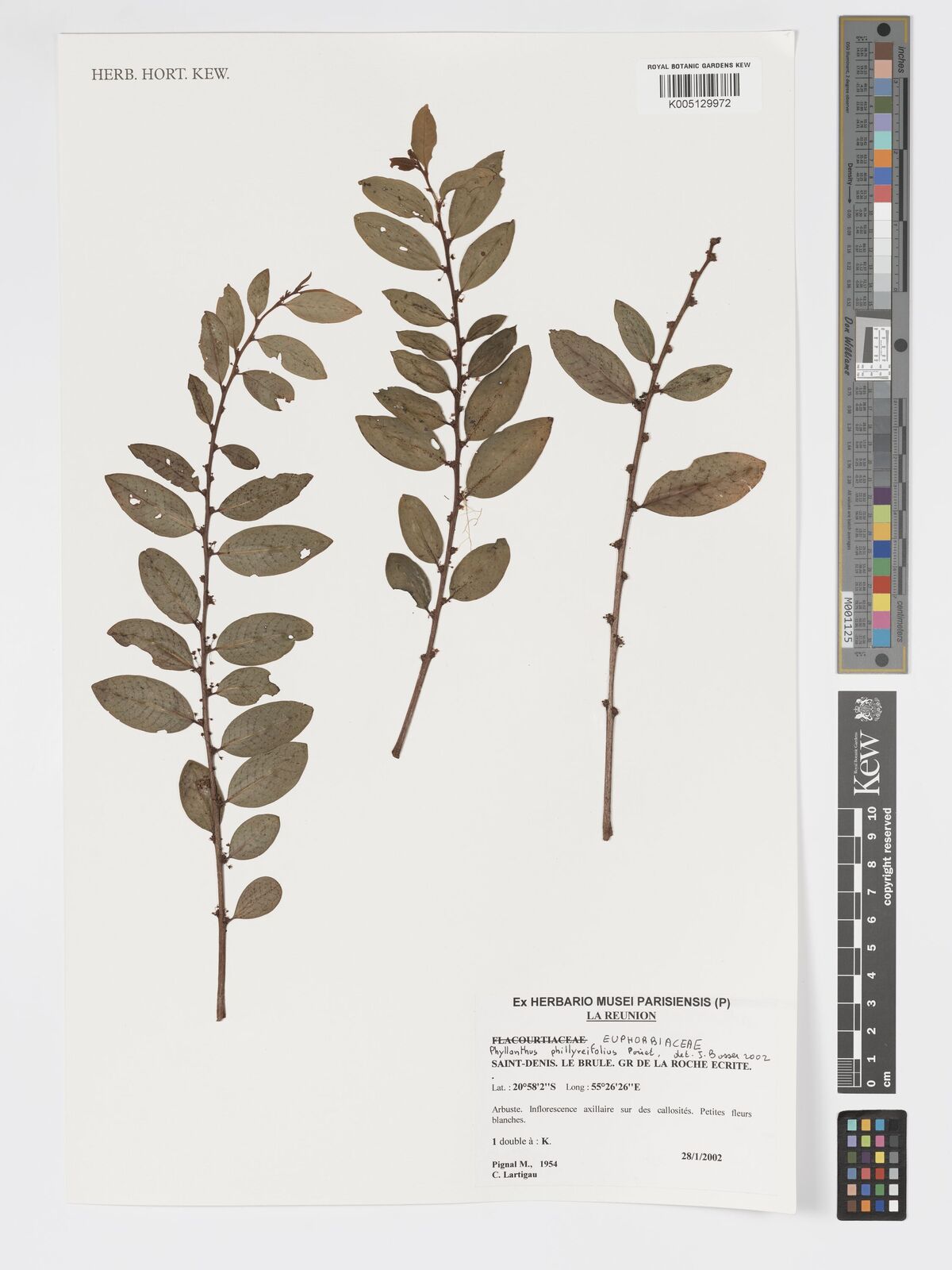 Phyllanthus phillyreifolius var. phillyreifolius | Plants of the World ...