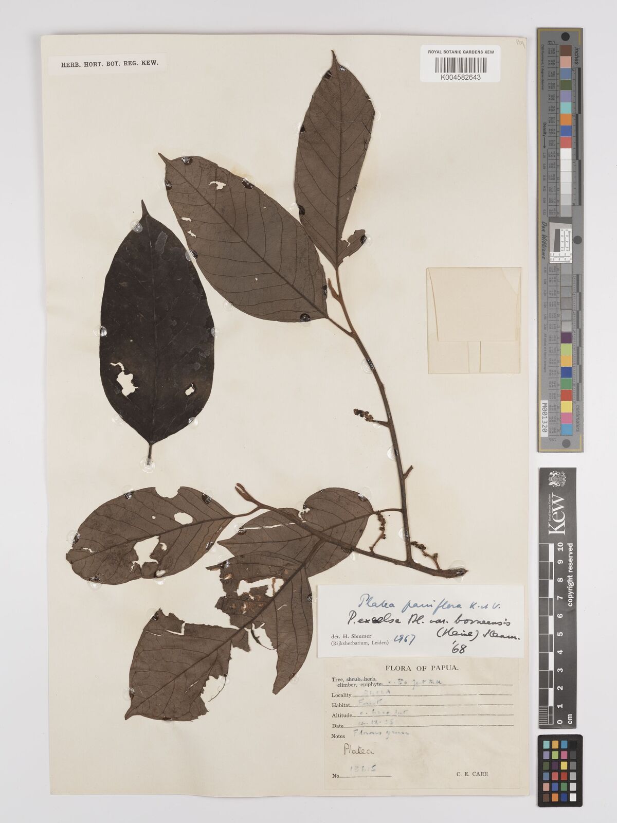 Platea excelsa var. borneensis (Heine) Sleumer | Plants of the World ...