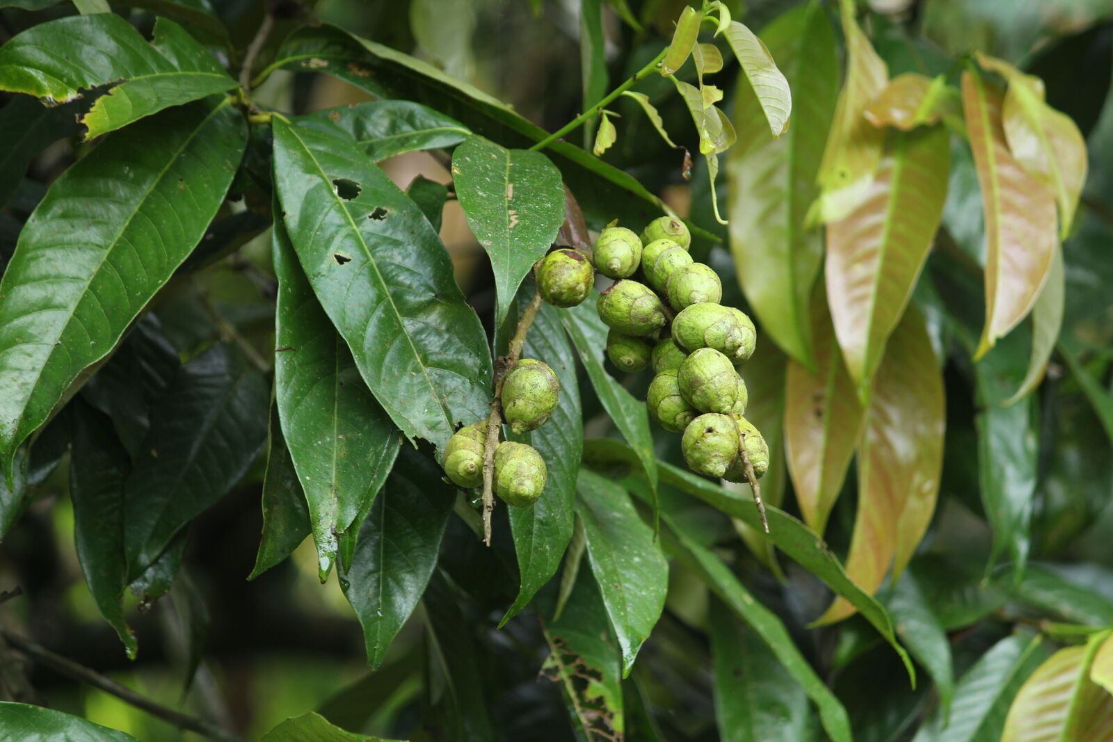 Castanopsis lanceifolia (Oerst.) Hickel & A.Camus | Plants of the World ...
