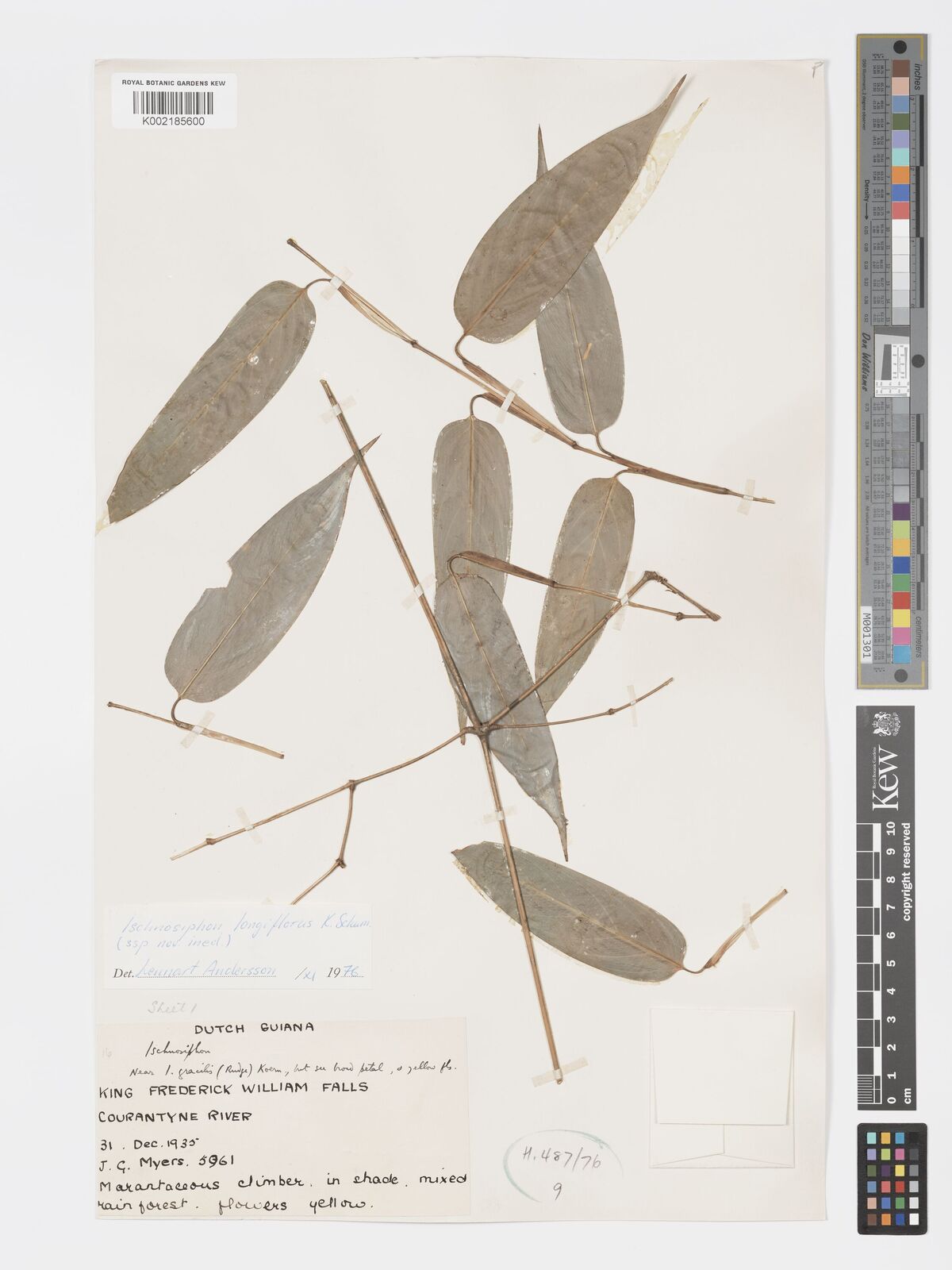 Ischnosiphon gracilis subsp. gracilis | Plants of the World Online ...