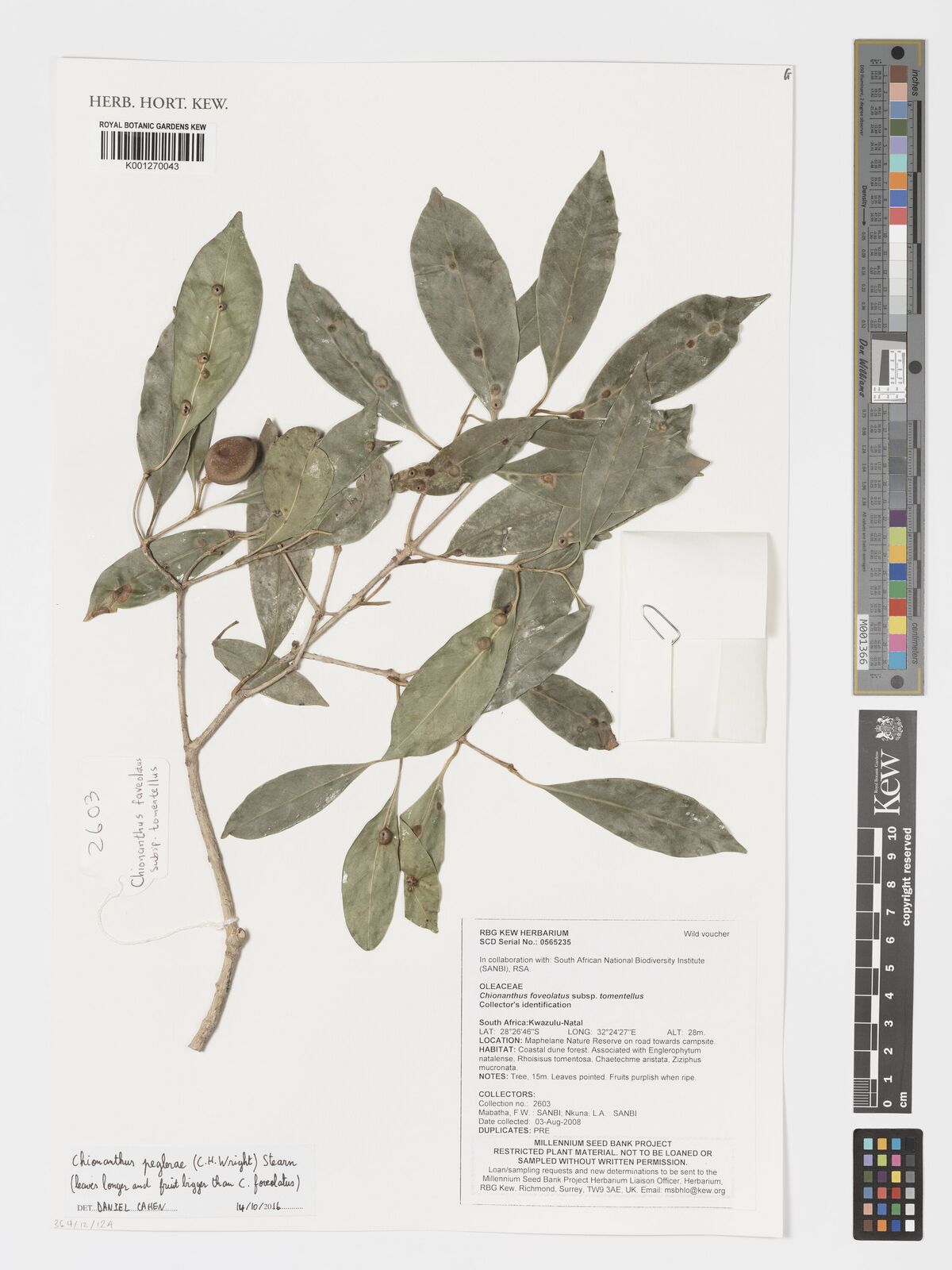 Noronhia peglerae (C.H.Wright) Hong-Wa & Besnard | Plants of the World ...