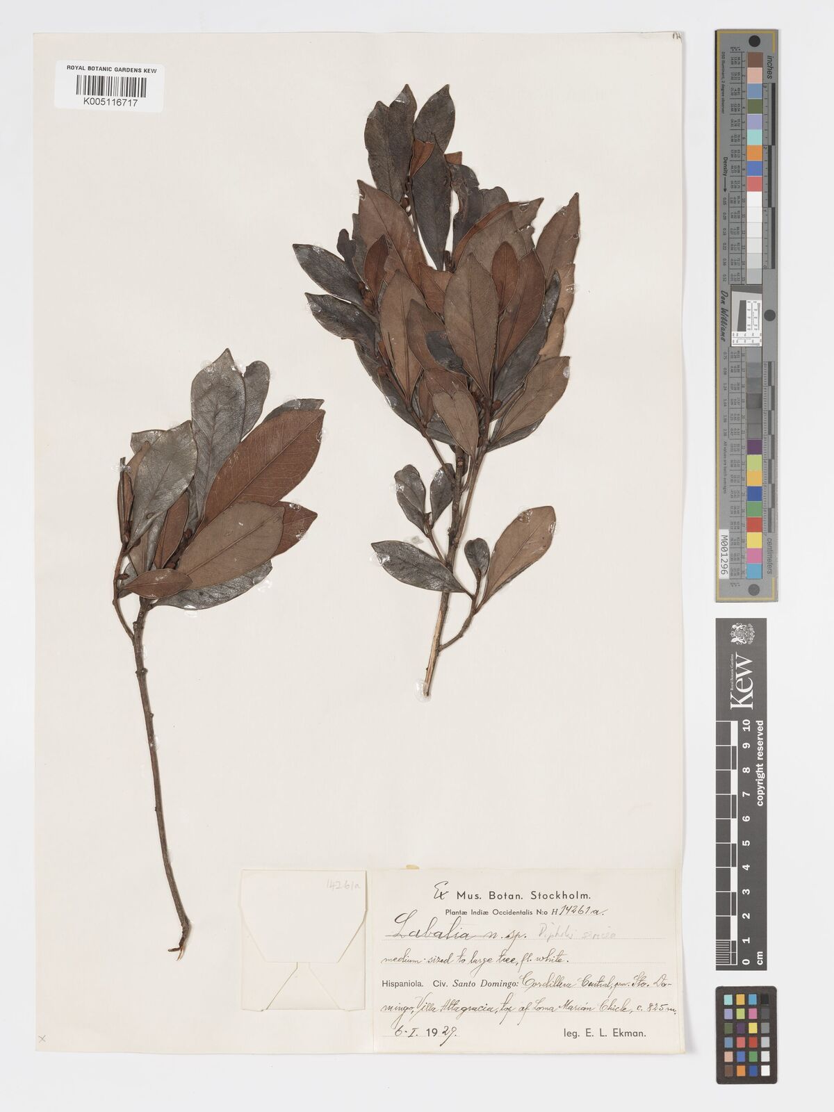 Sideroxylon rubiginosum T.D.Penn. | Plants of the World Online | Kew ...