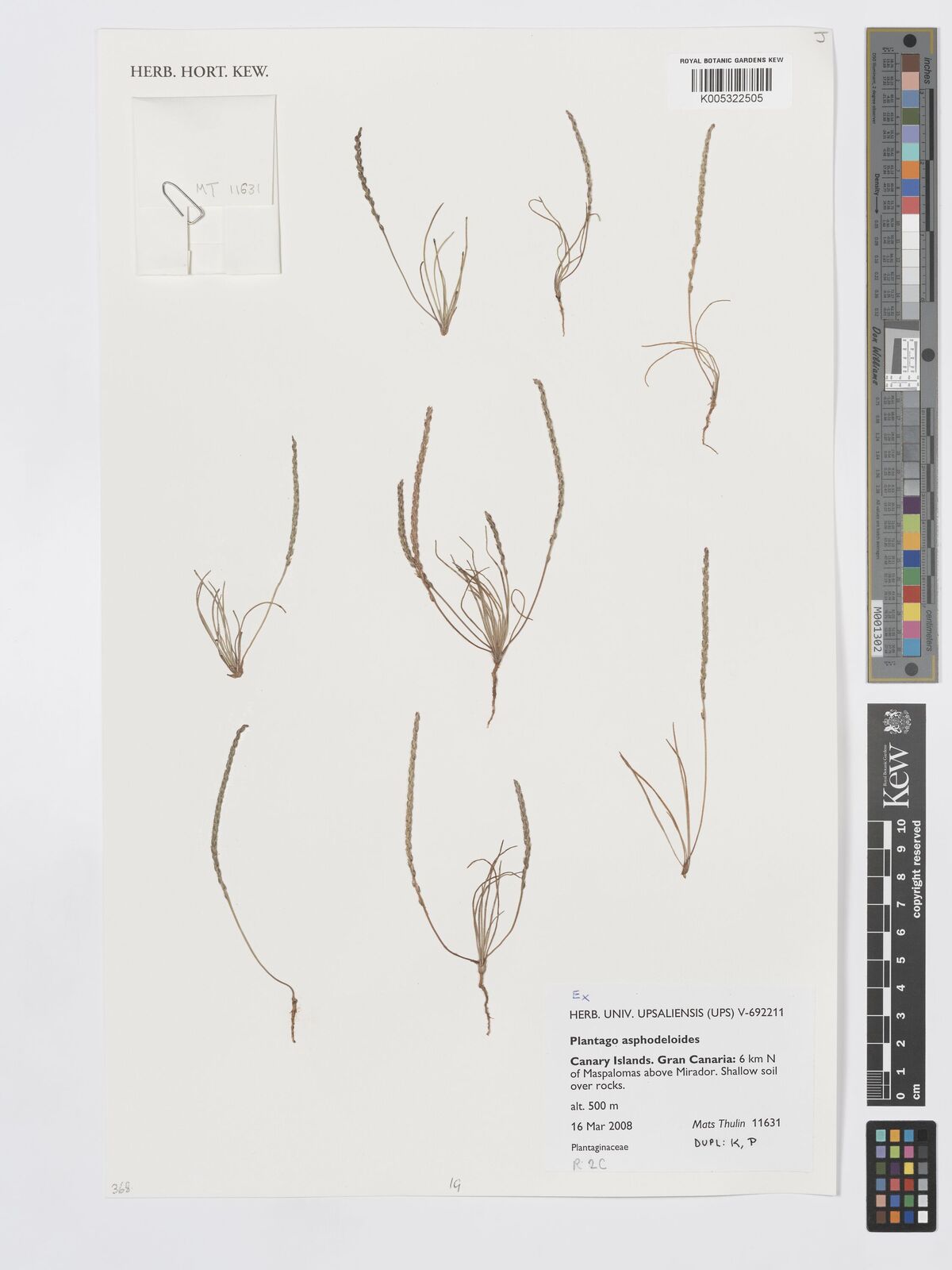 Plantago Asphodeloides Svent Plants Of The World Online Kew Science plantago-asphodeloides-svent-plants-of-the-world-online-kew-science