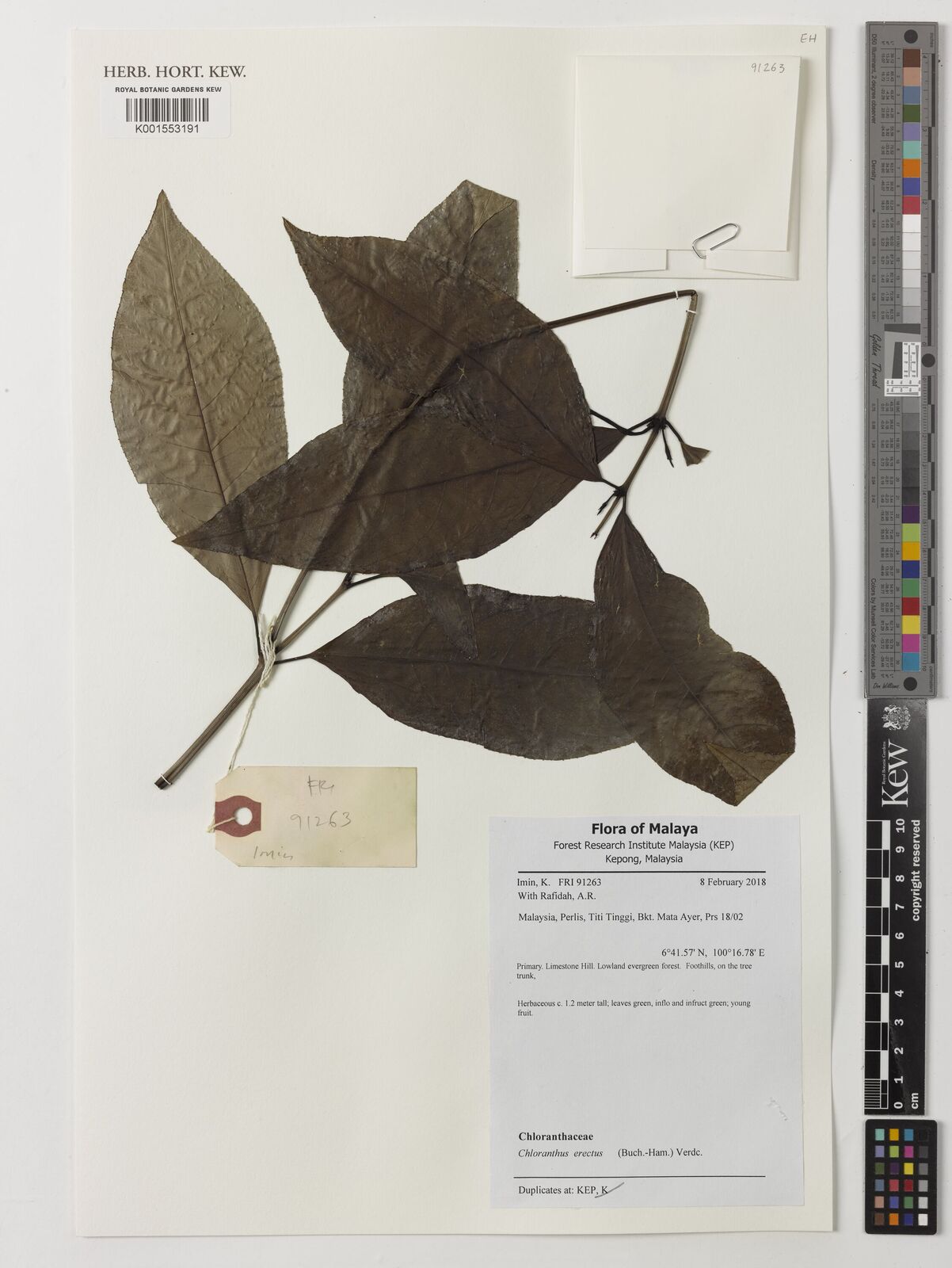 Chloranthus erectus (Buch.-Ham.) Wall. | Plants of the World Online ...
