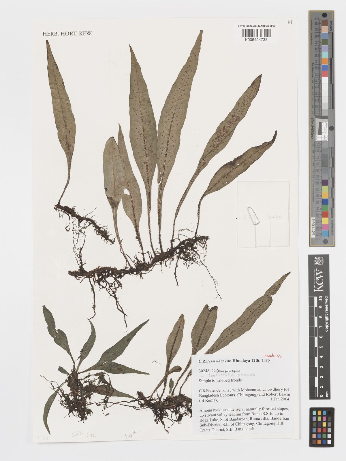 Leptochilus pteropus (Blume) Fraser-Jenk. | Plants of the World Online ...