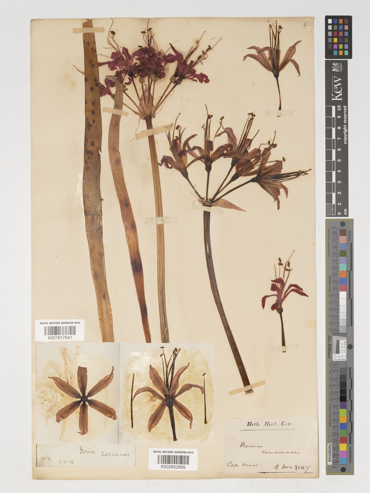 Nerine sarniensis (L.) Herb. | Plants of the World Online | Kew Science