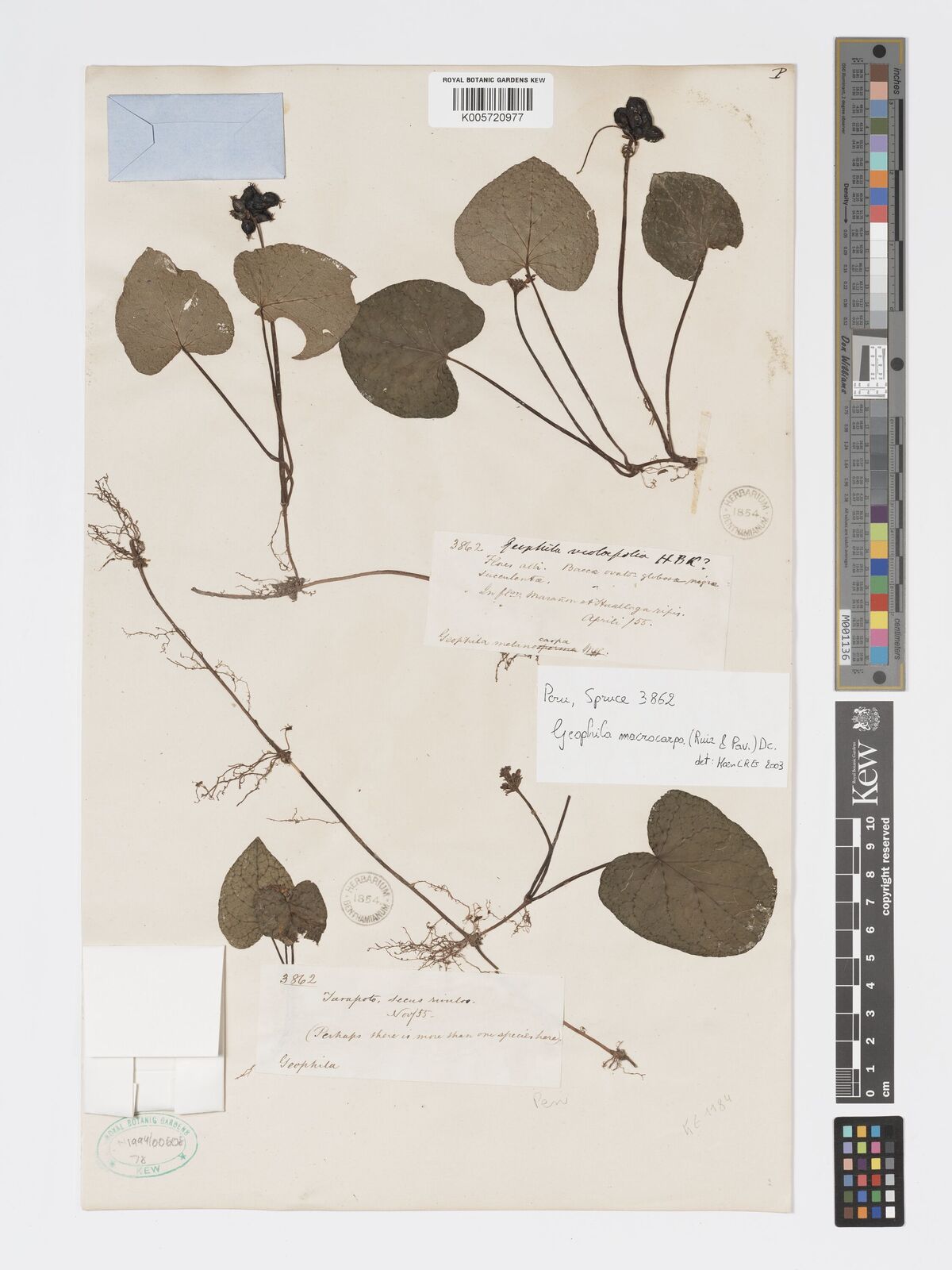 Geophila macrocarpa (Müll.Arg.) ined. | Plants of the World Online ...