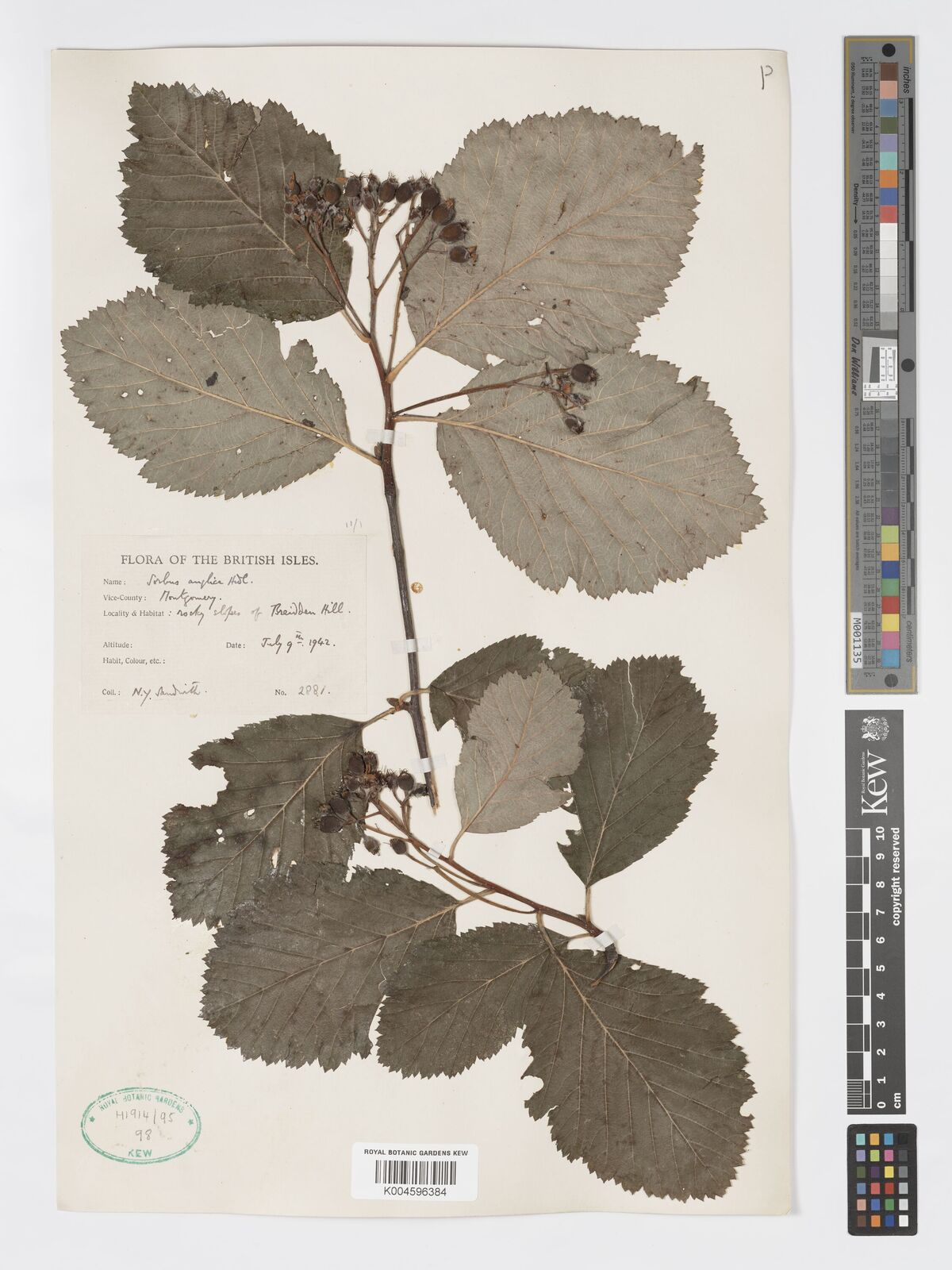 Hedlundia anglica (Hedl.) Sennikov & Kurtto | Plants of the World ...