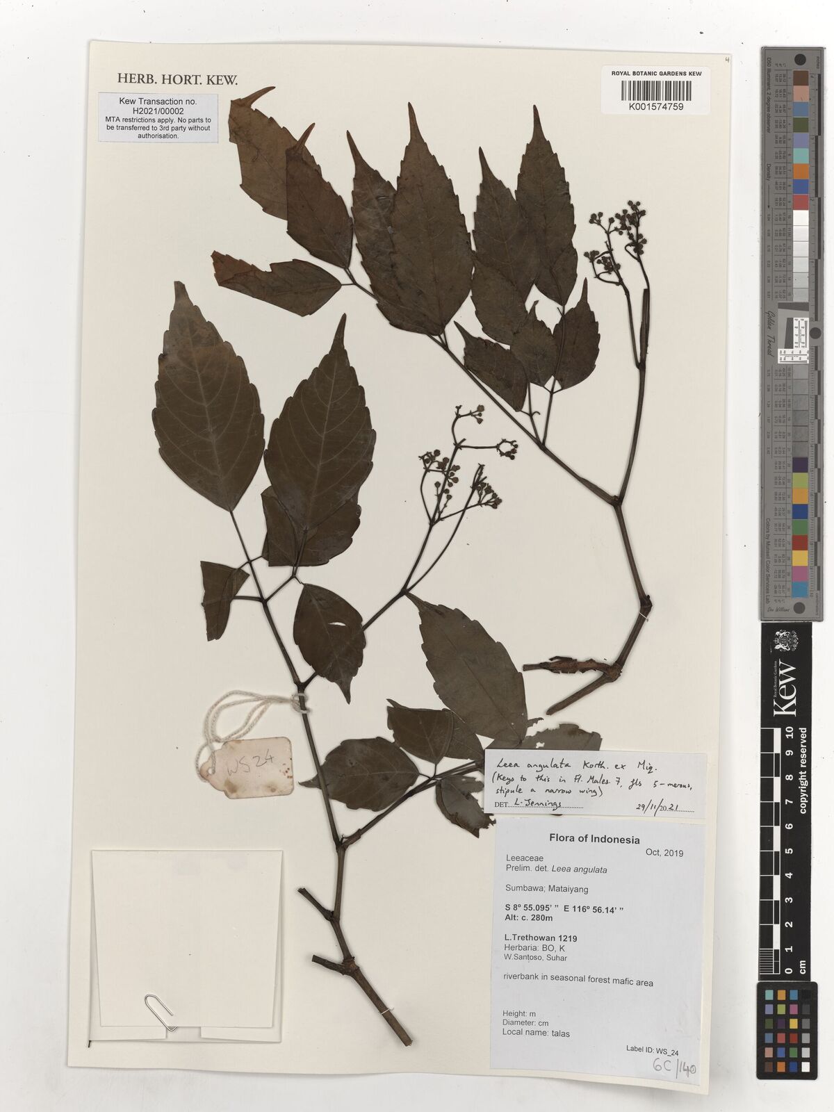 Leea angulata Korth. ex Miq. | Plants of the World Online | Kew Science