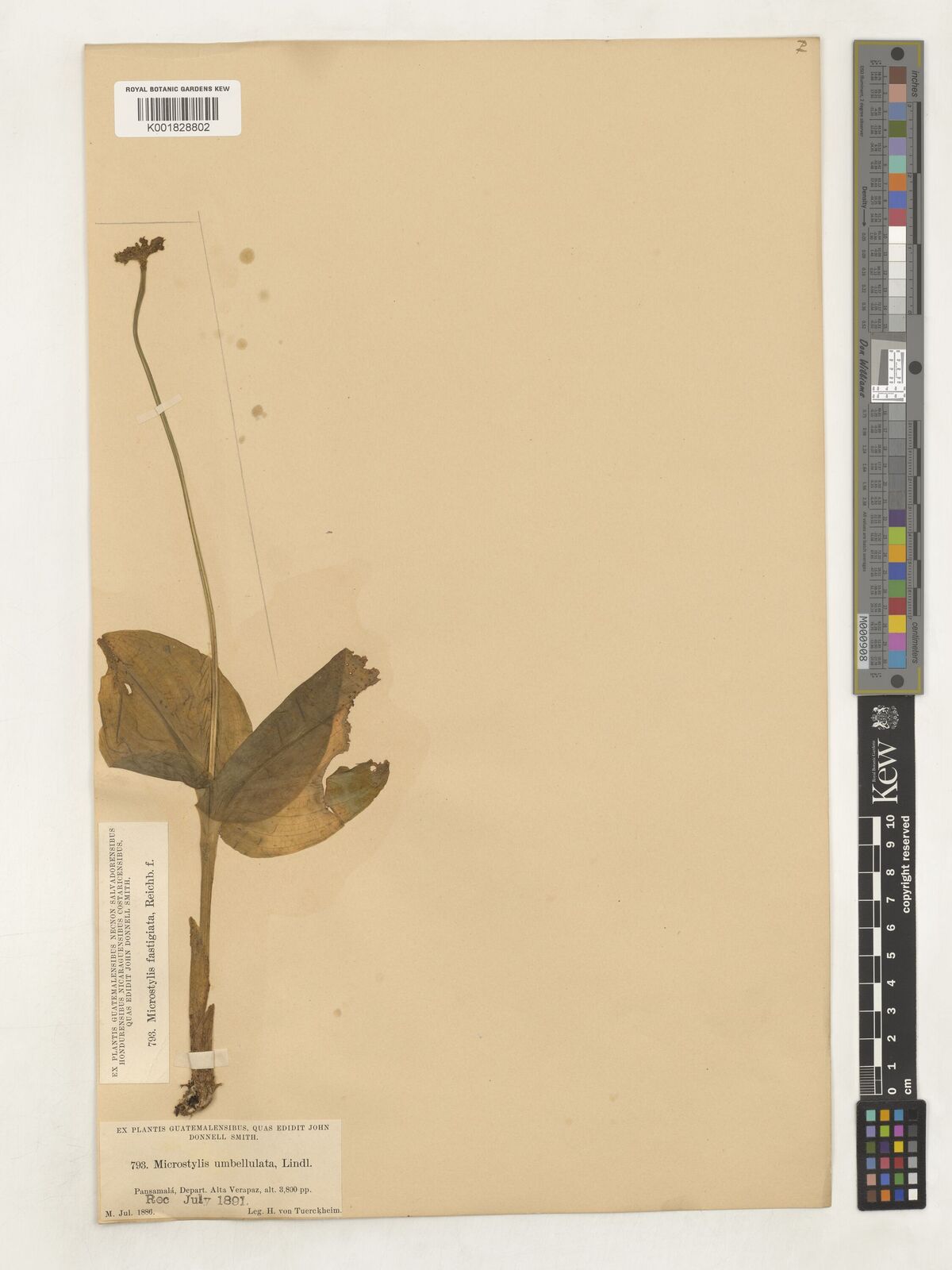 Malaxis umbelliflora Sw. | Plants of the World Online | Kew Science