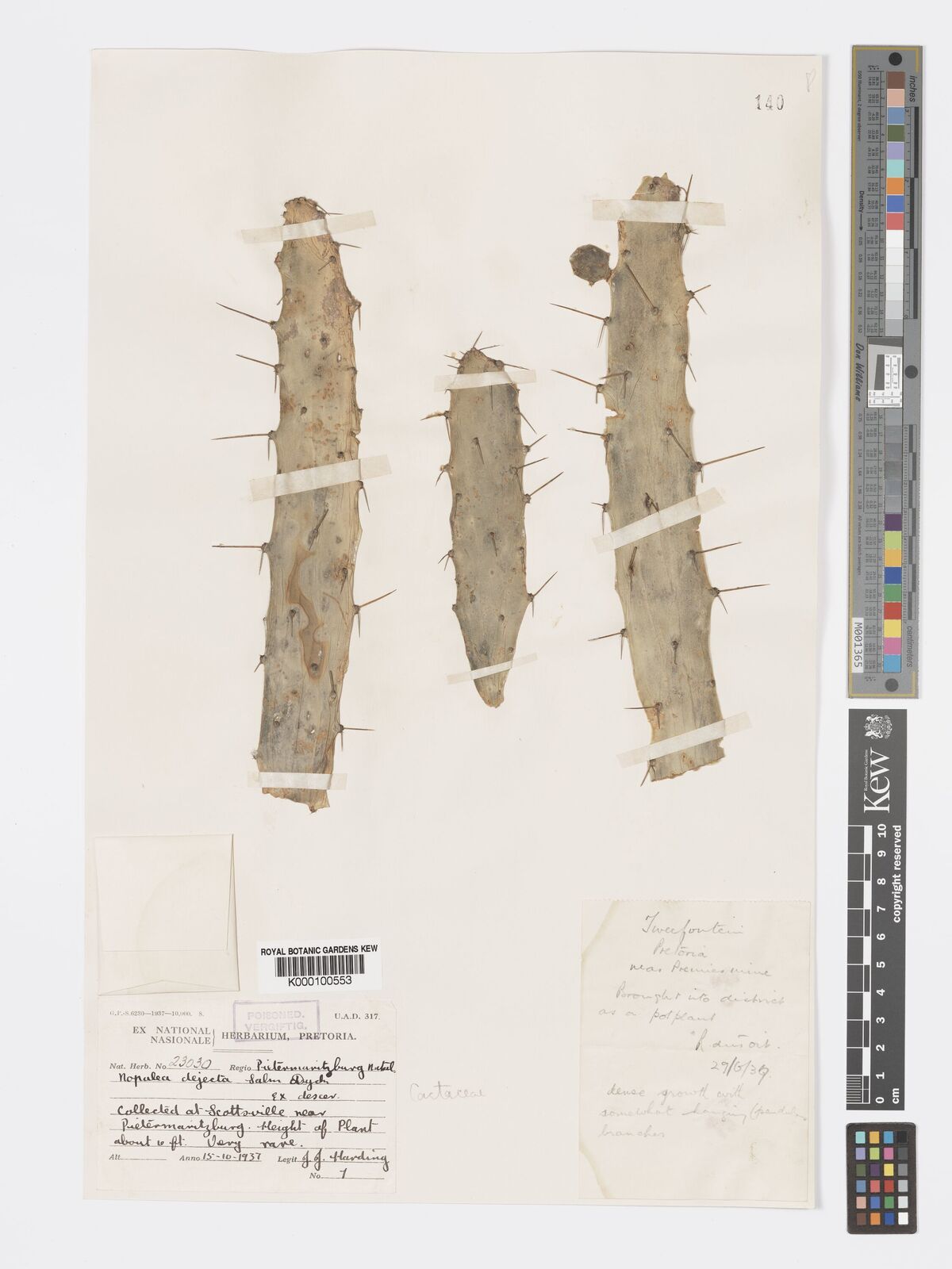 Opuntia dejecta Salm-Dyck | Plants of the World Online | Kew Science