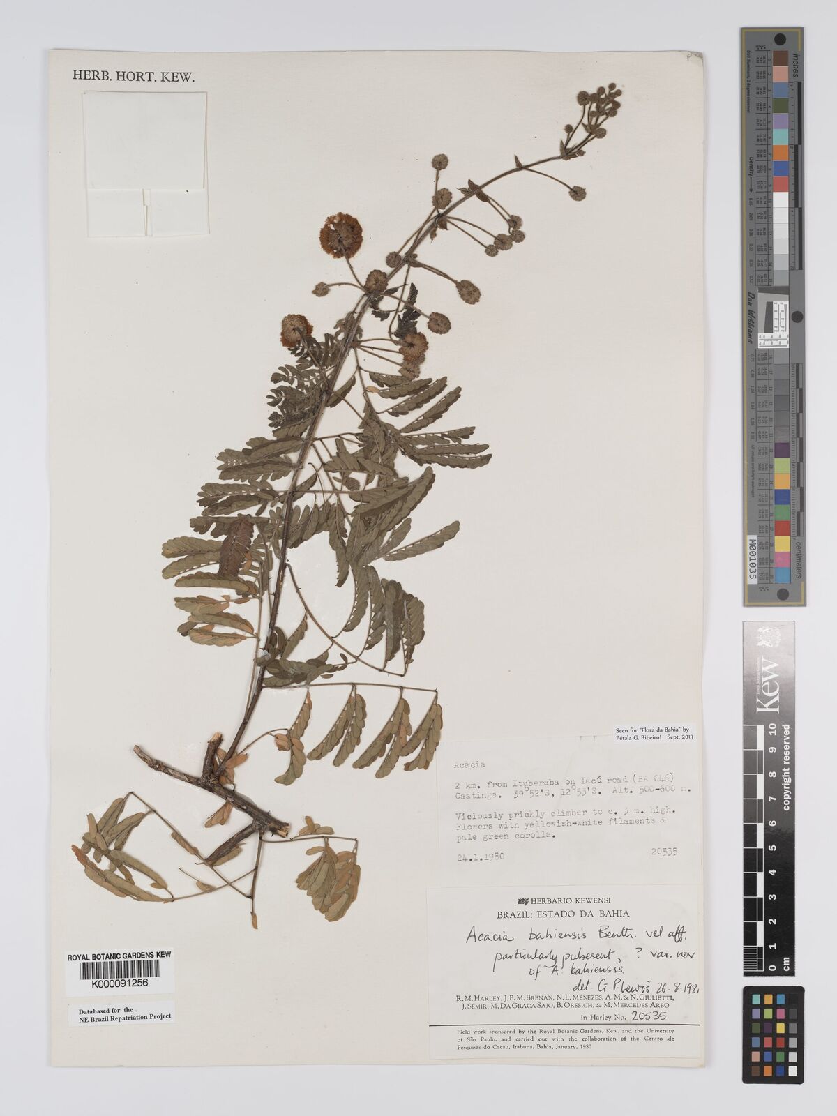 Senegalia bahiensis (Benth.) Bocage & L.P.Queiroz | Plants of the World ...