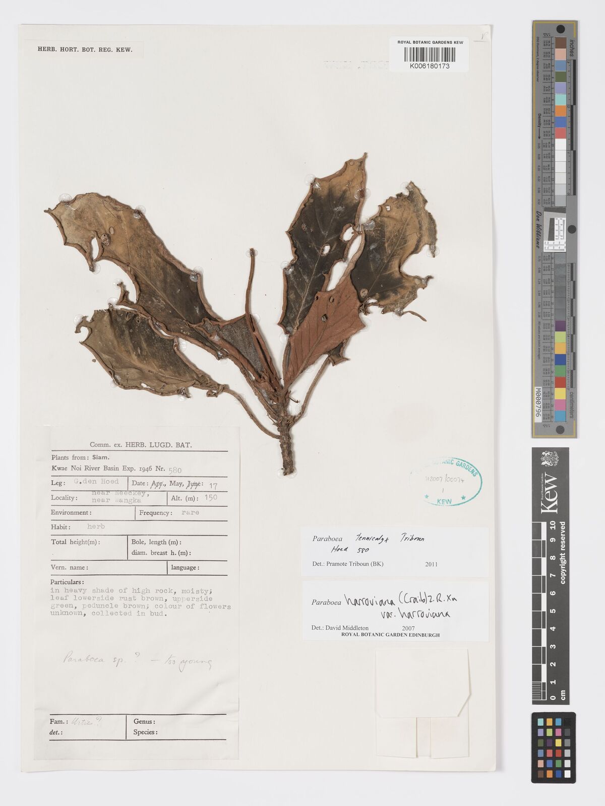 Paraboea tenuicalyx Triboun | Plants of the World Online | Kew Science
