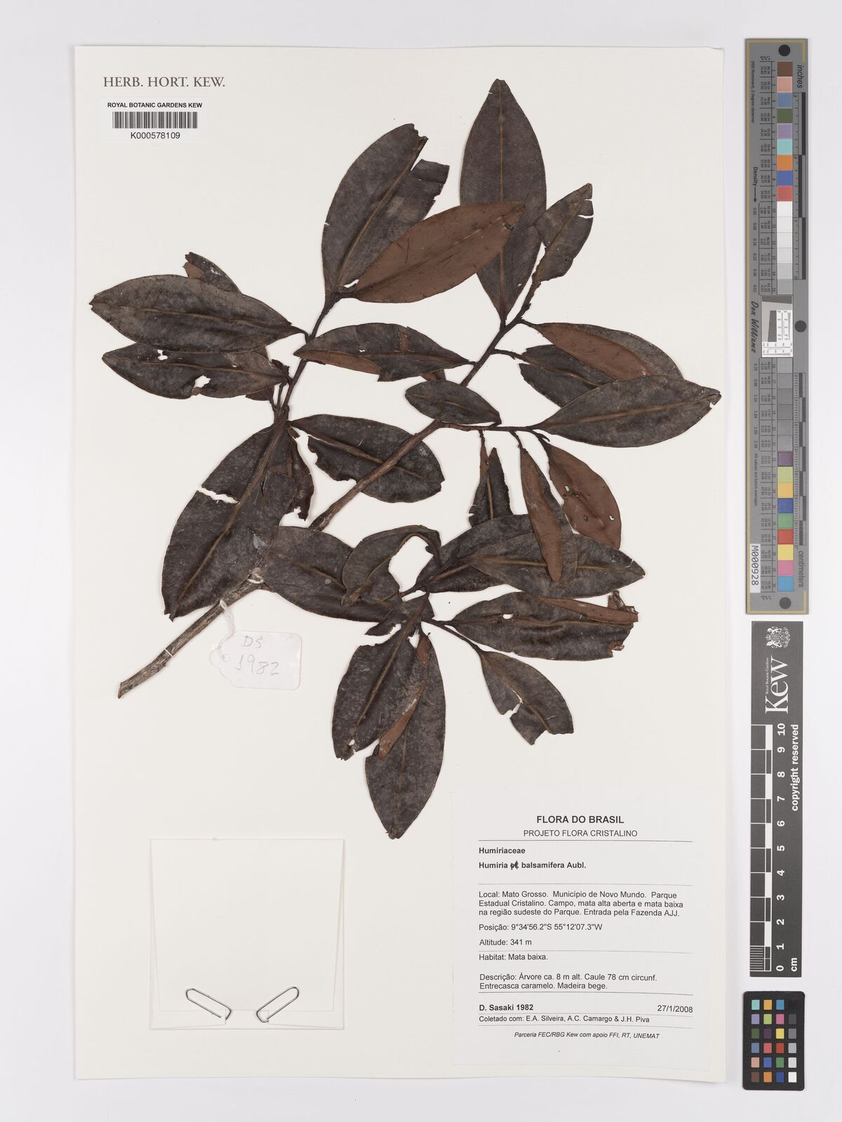 Humiria balsamifera Aubl. | Plants of the World Online | Kew Science