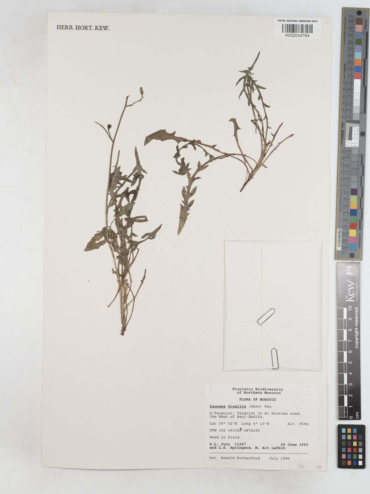 Launaea fragilis (Asso) Pau | Plants of the World Online | Kew Science