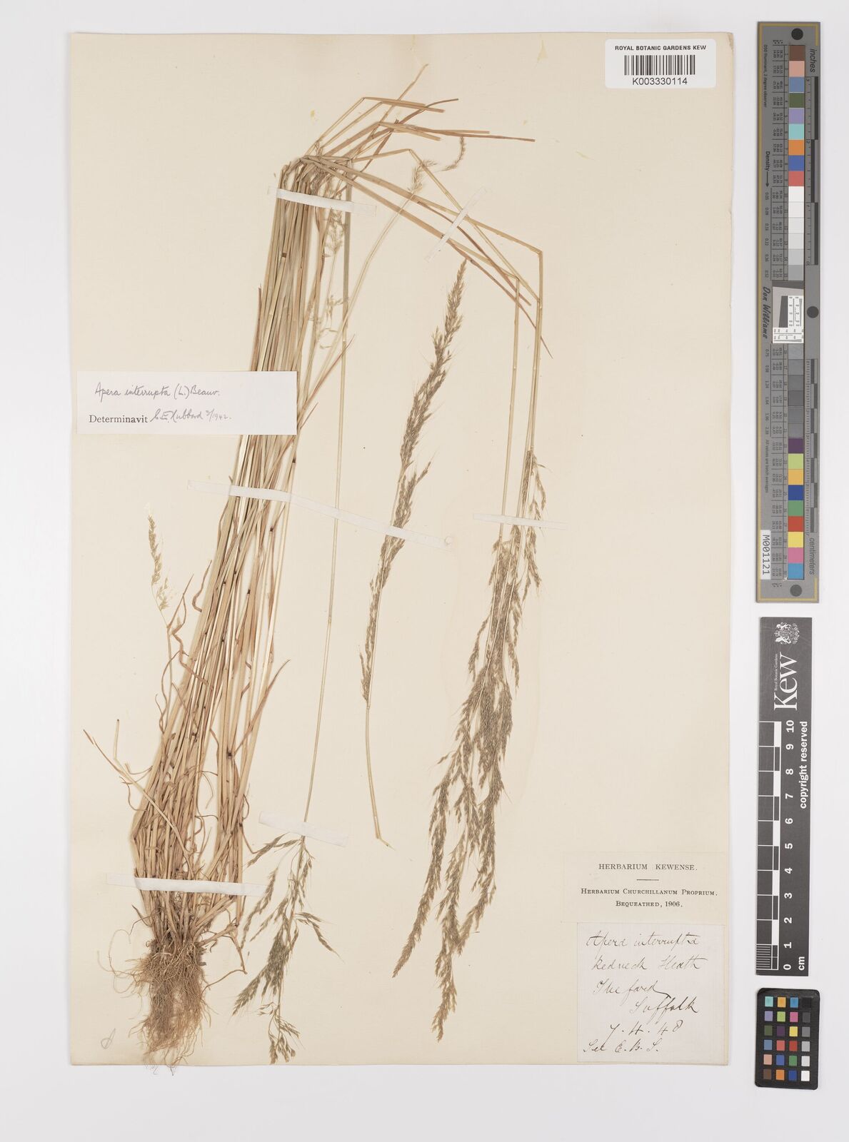 Apera interrupta (L.) P.Beauv. | Plants of the World Online | Kew Science