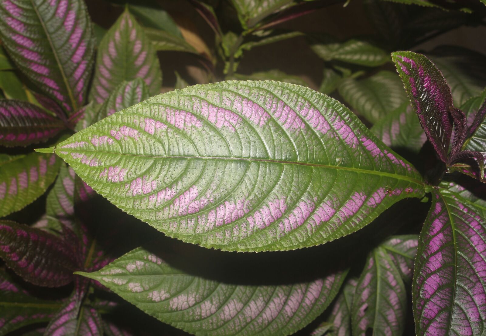 Strobilanthes auriculata var. dyeriana (Mast.) J.R.I.Wood | Plants of ...