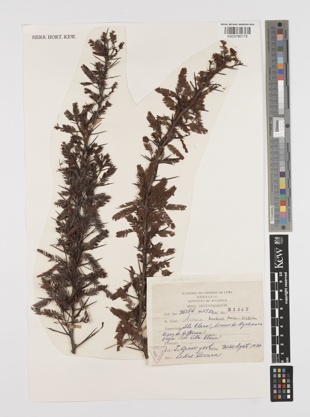 Vachellia bucheri (Vict.) Seigler & Ebinger | Plants of the World ...