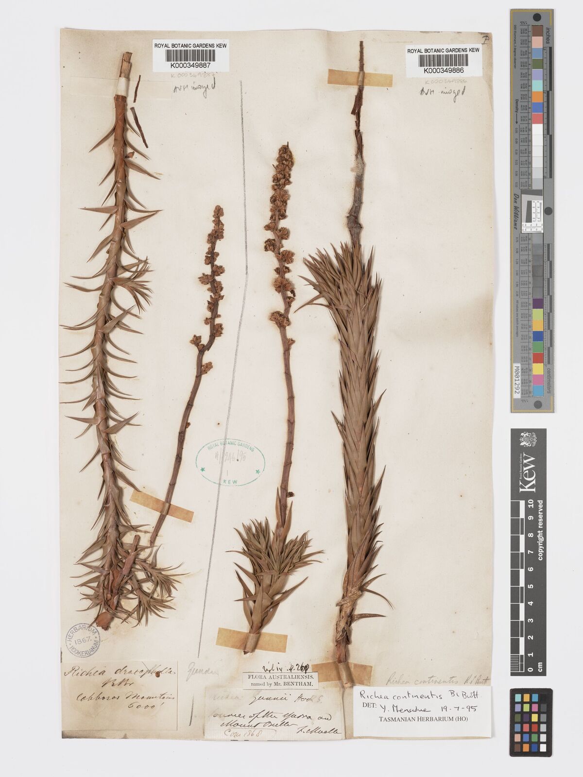 Richea continentis B.L.Burtt | Plants of the World Online | Kew Science