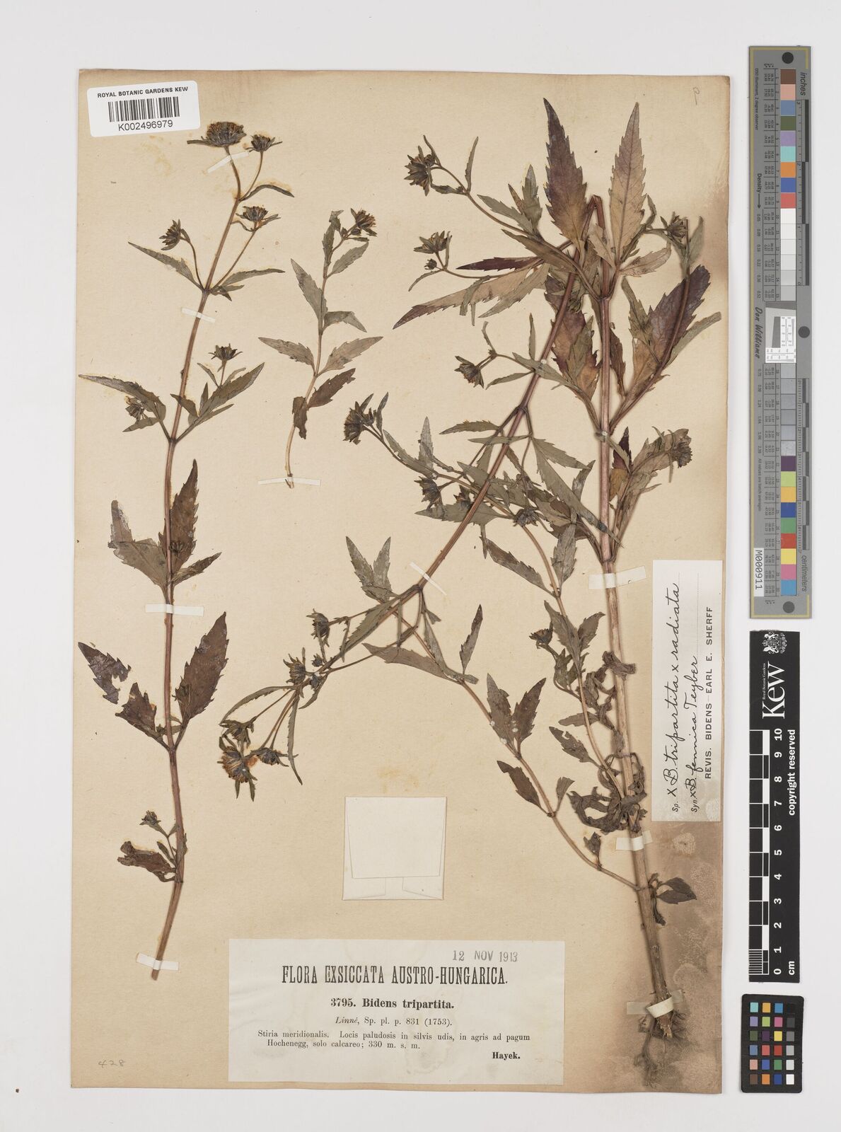 Bidens fennica Teyber | Plants of the World Online | Kew Science