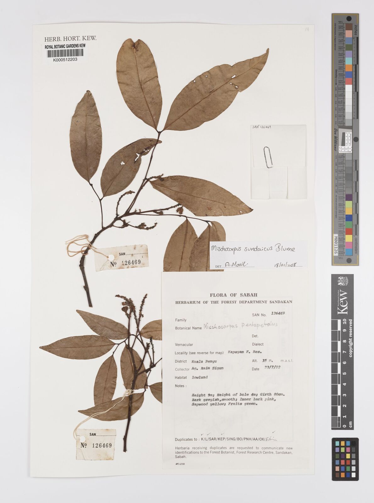 Mischocarpus sundaicus Blume | Plants of the World Online | Kew Science