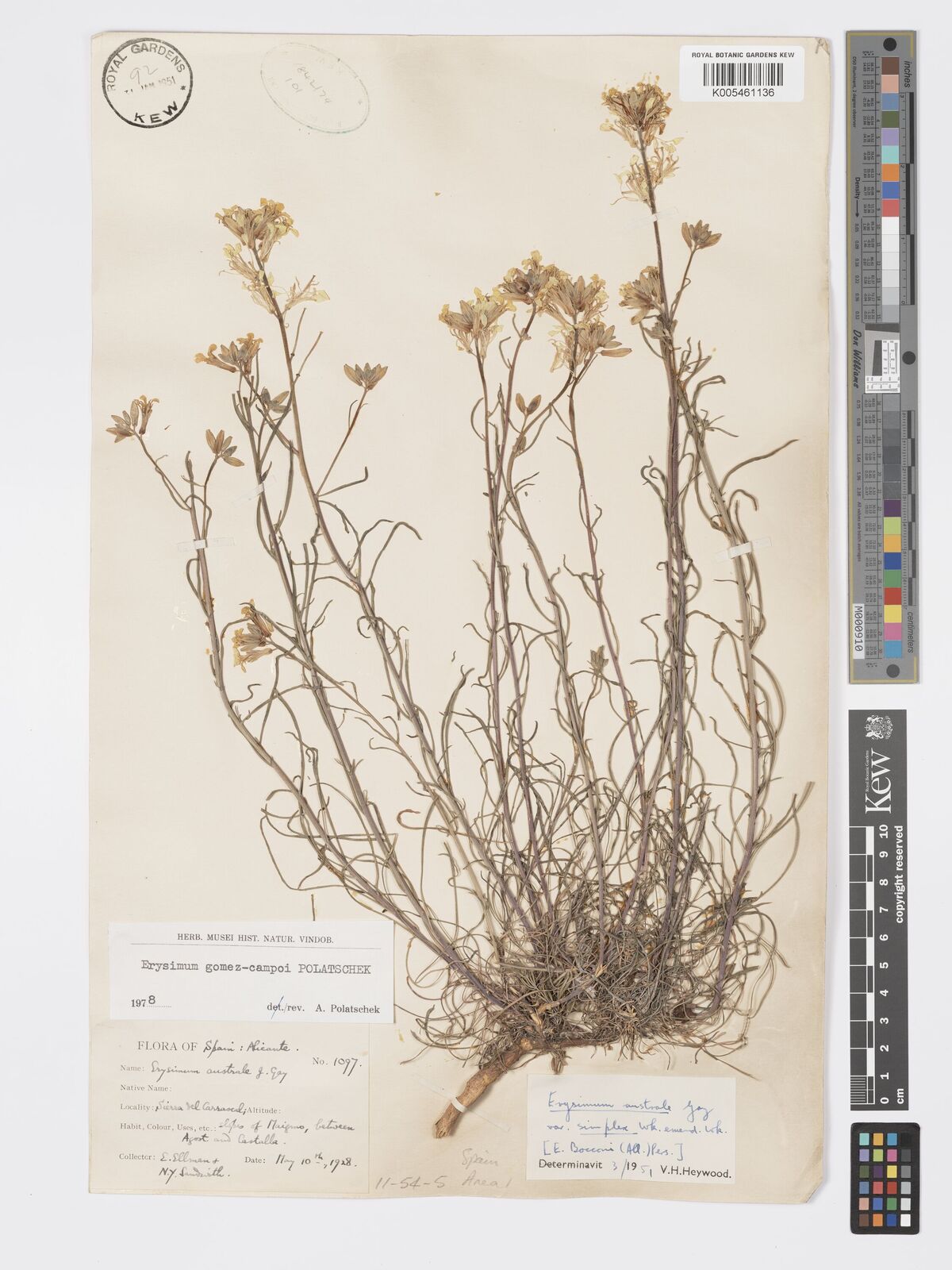 Erysimum nevadense subsp. gomez-campoi (Polatschek) P.W.Ball | Plants ...