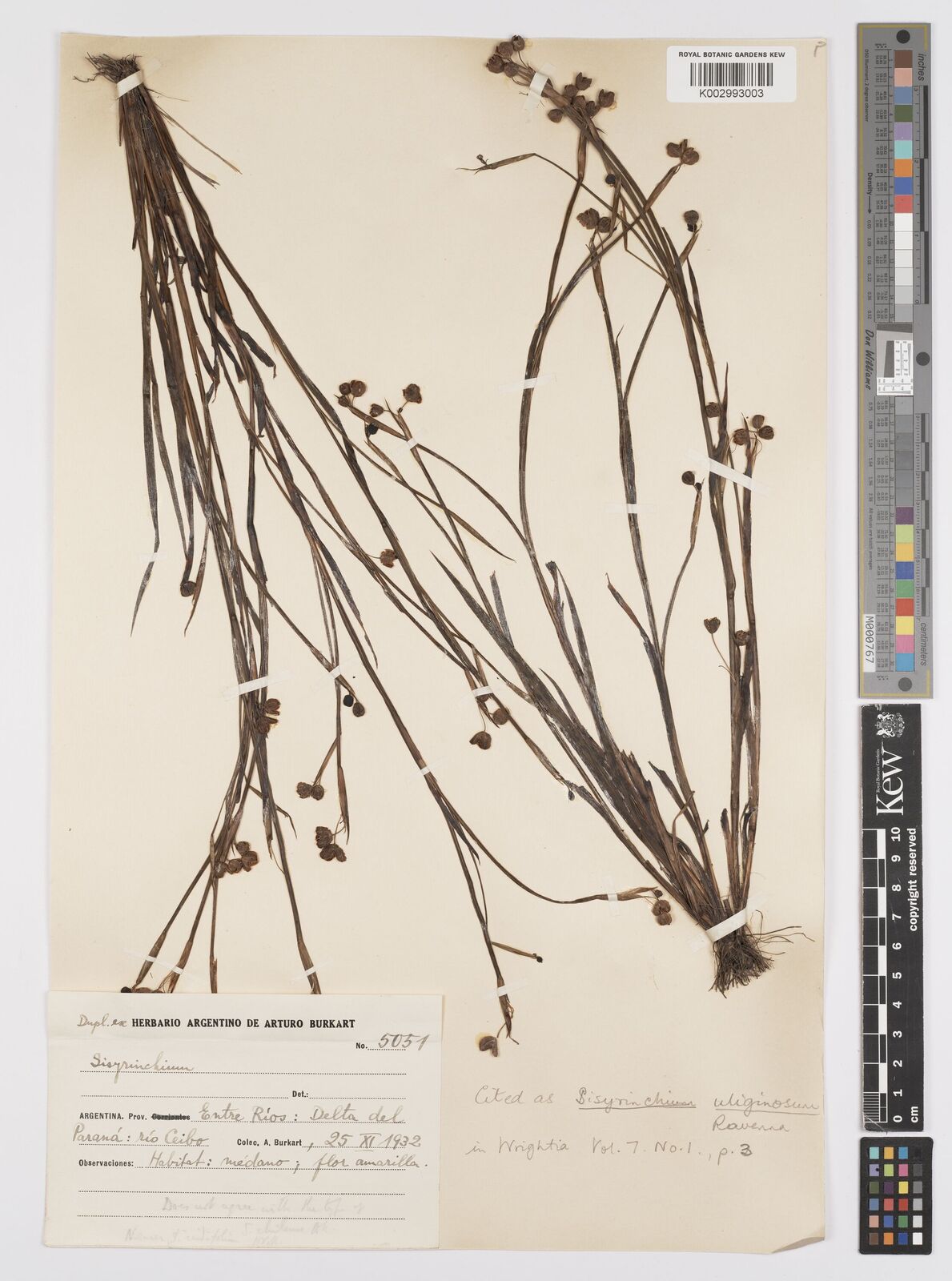 Sisyrinchium uliginosum Ravenna | Plants of the World Online | Kew Science