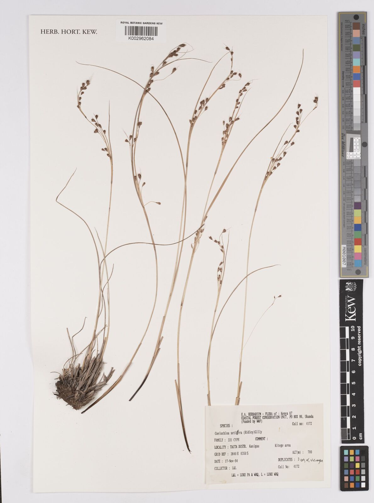 Coleochloa setifera subsp. glabrescens Hoenselaar & D.A.Simpson ...