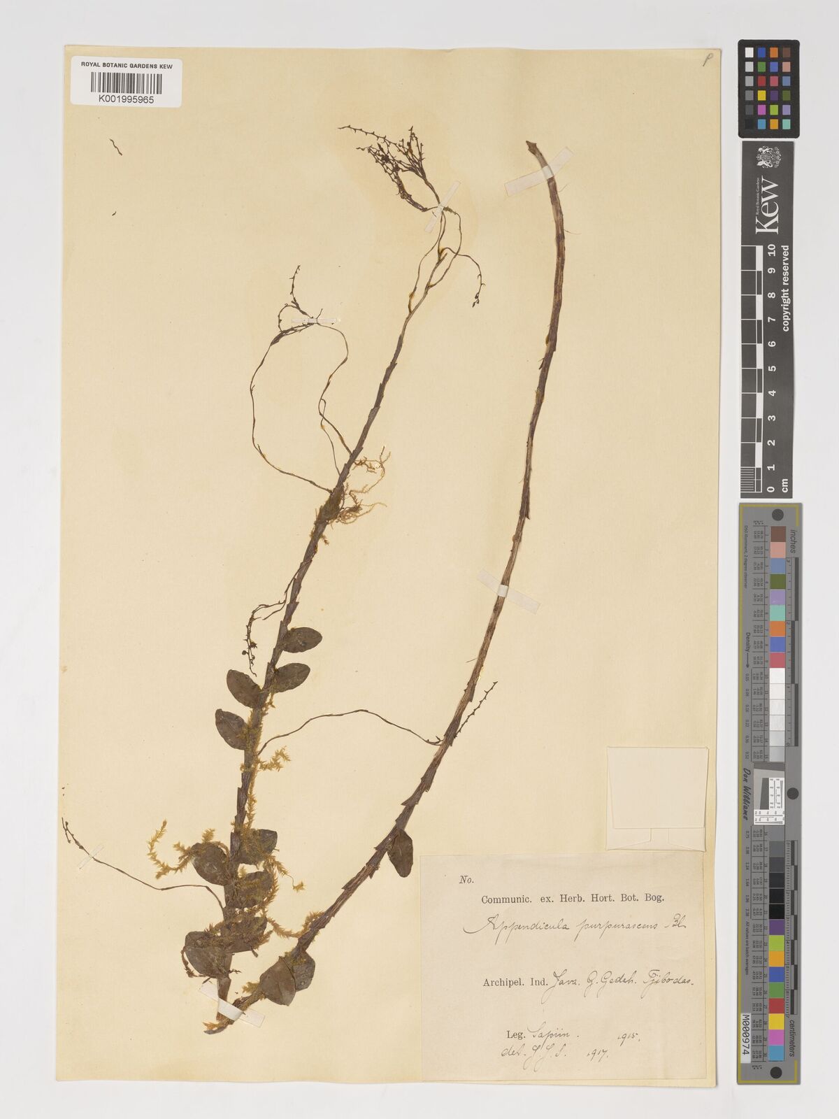 Appendicula purpurascens Blume | Plants of the World Online | Kew Science