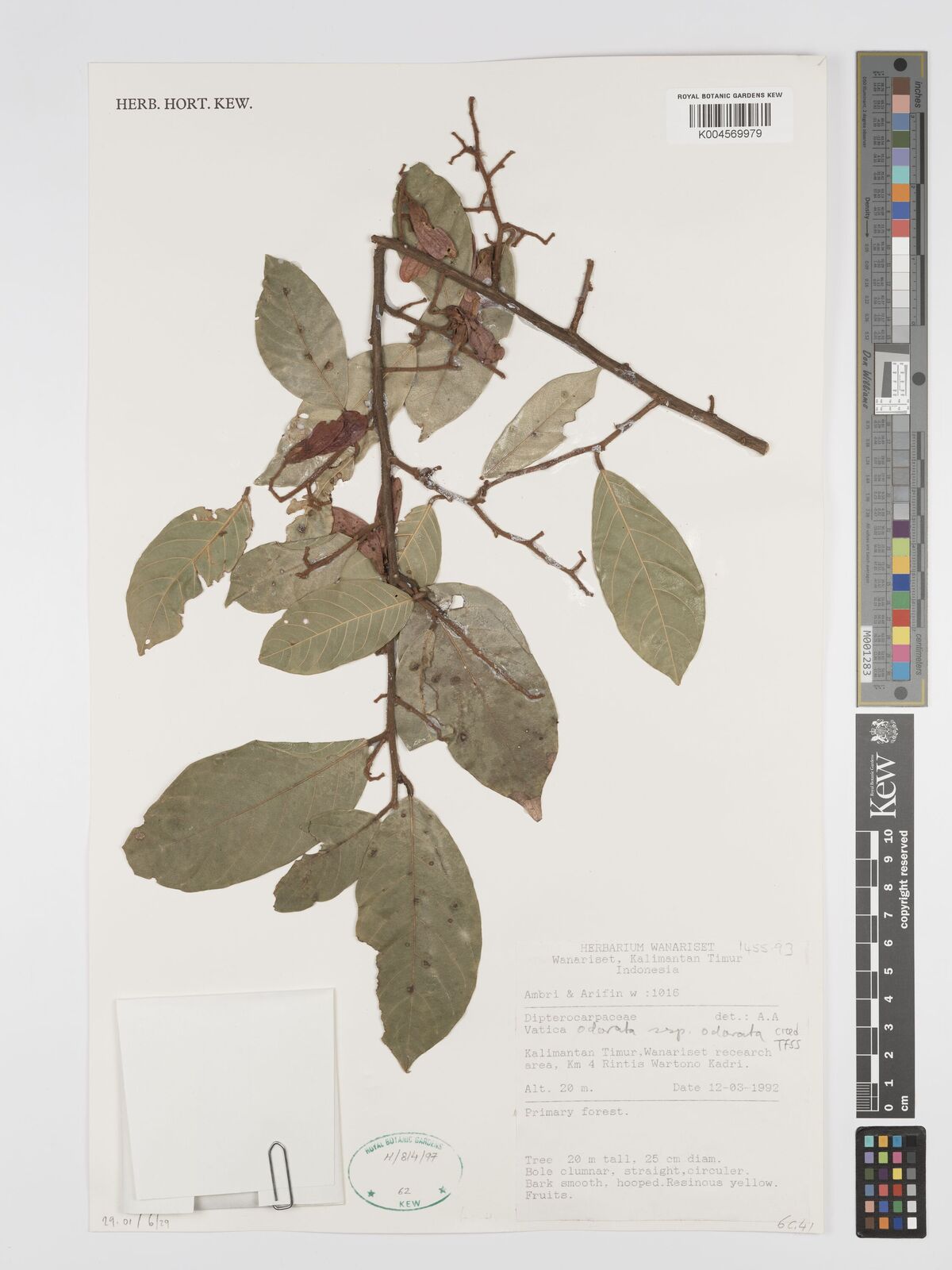 Vatica odorata subsp. odorata | Plants of the World Online | Kew Science