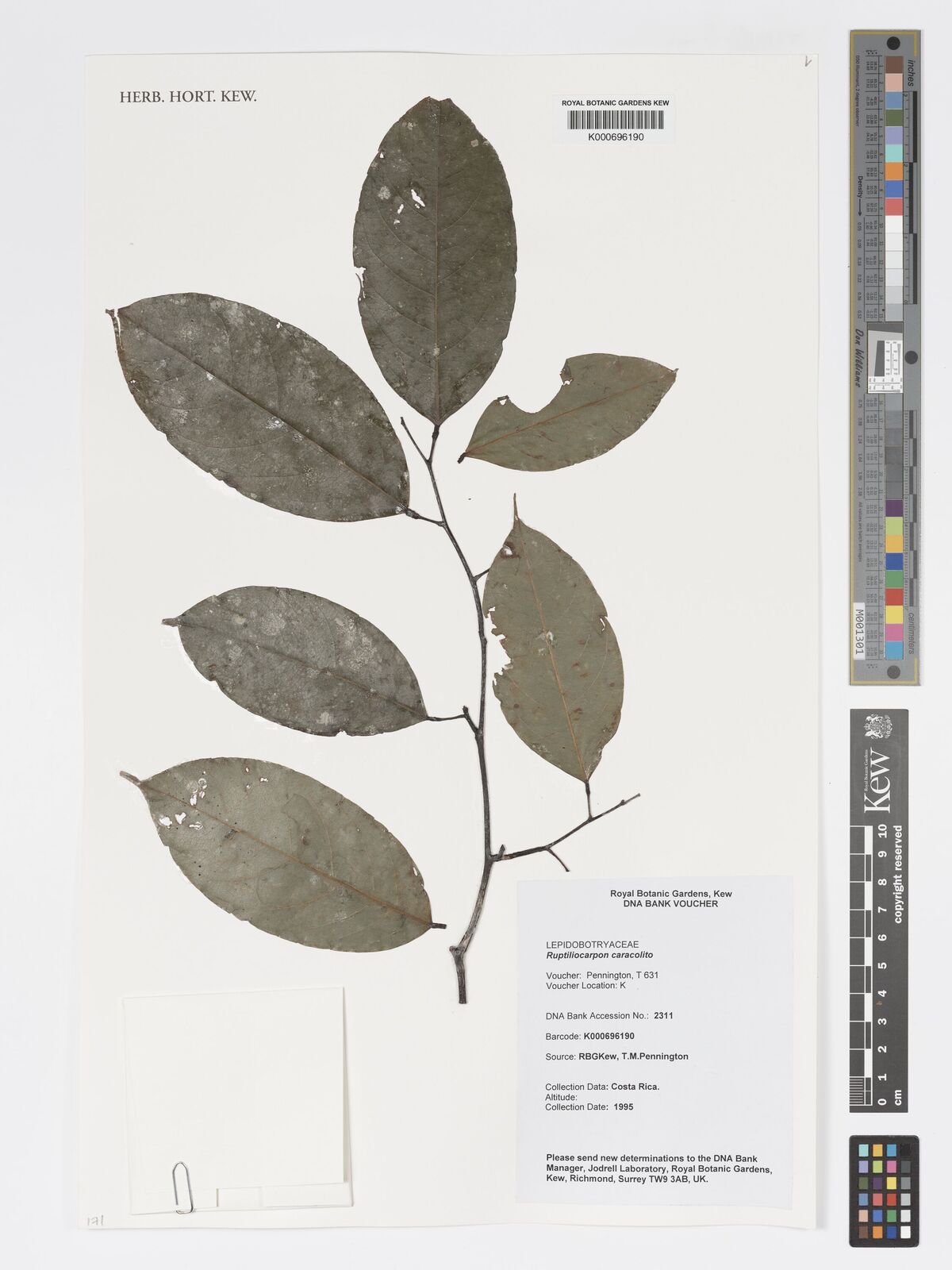 Lepidobotryaceae J.Léonard | Plants of the World Online | Kew Science