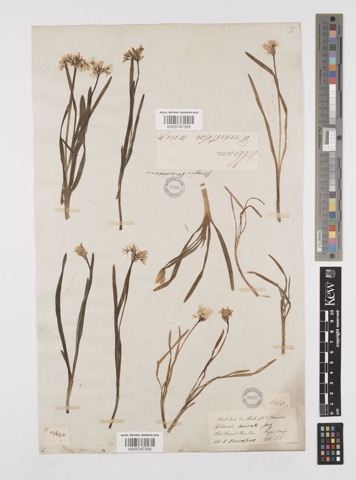 Allium humile Kunth | Plants of the World Online | Kew Science
