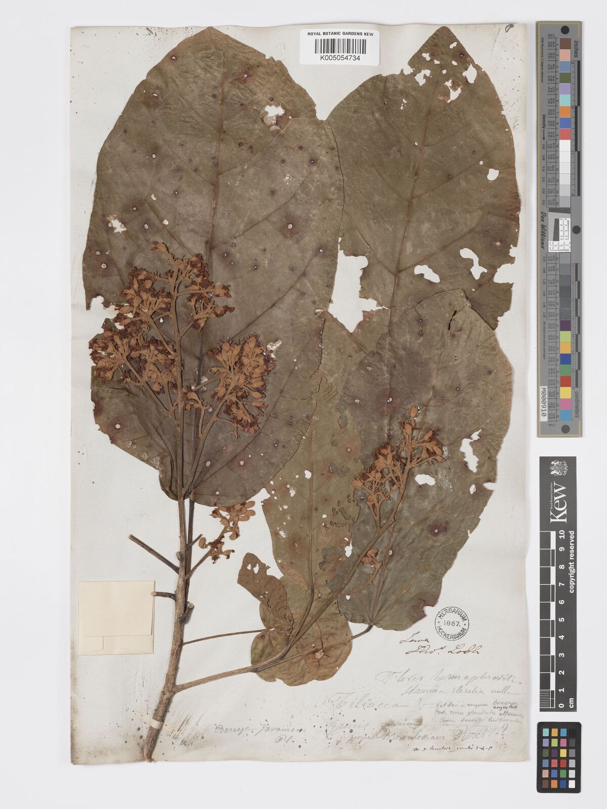 Berrya javanica (Turcz.) Burret | Plants of the World Online | Kew Science