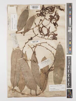 Omphalea L. | Plants of the World Online | Kew Science