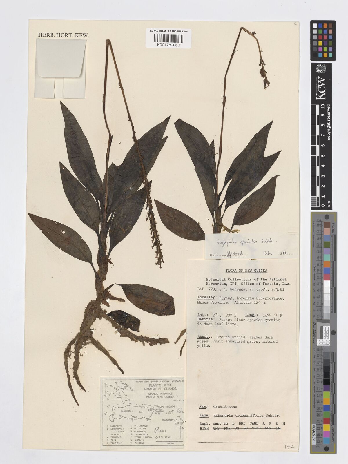 Hylophila Lindl. | Plants of the World Online | Kew Science