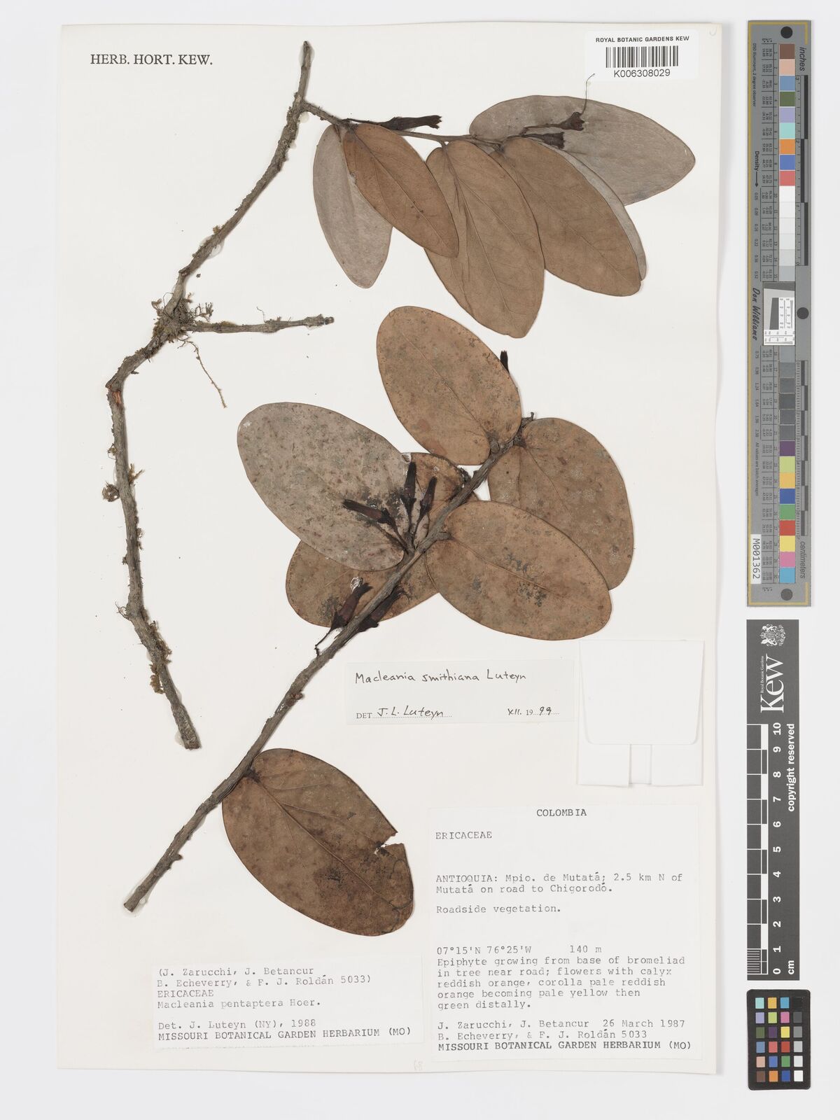 Macleania smithiana Luteyn | Colombian Plants made accessible