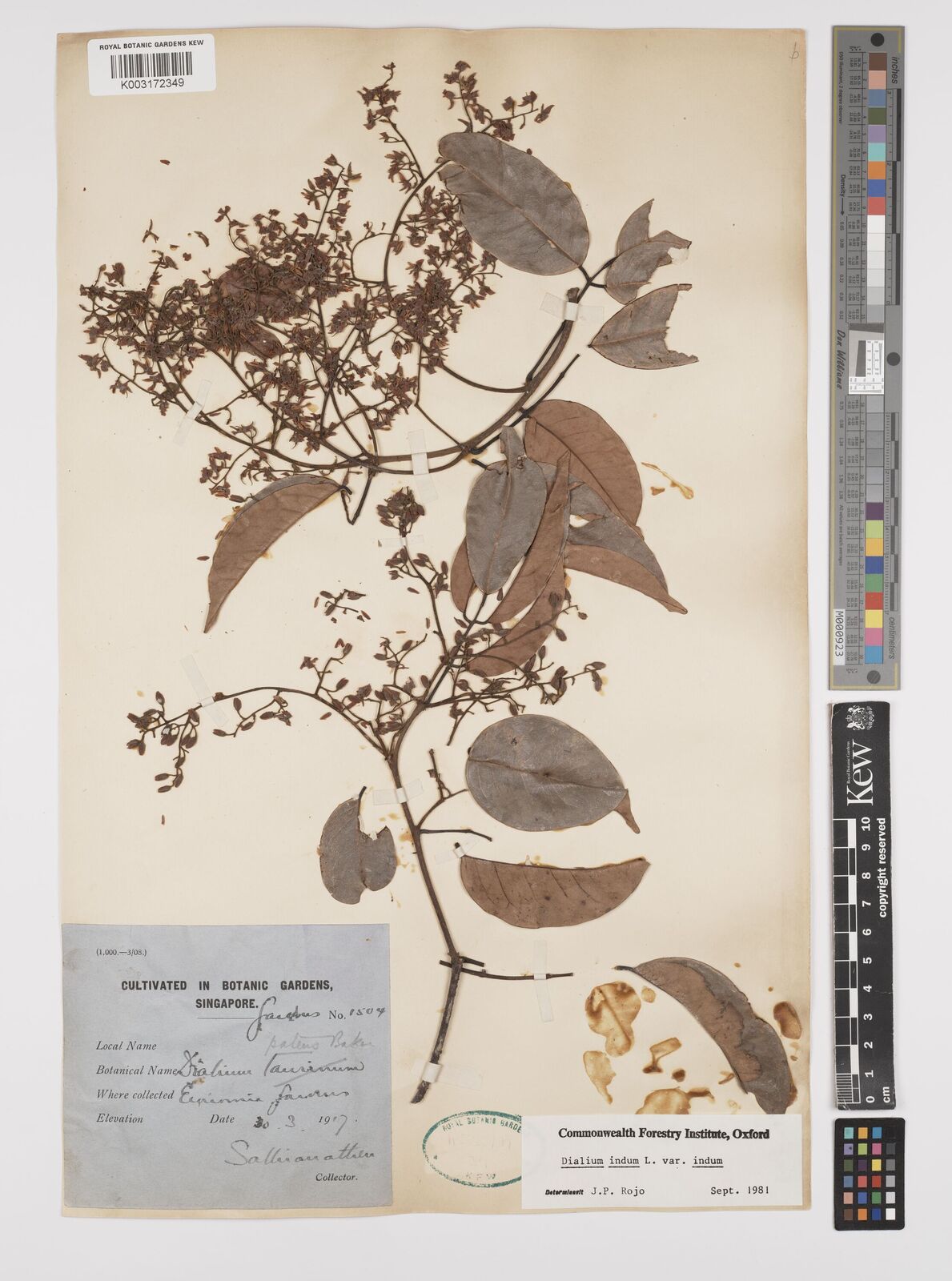 Dialium indum var. indum | Plants of the World Online | Kew Science